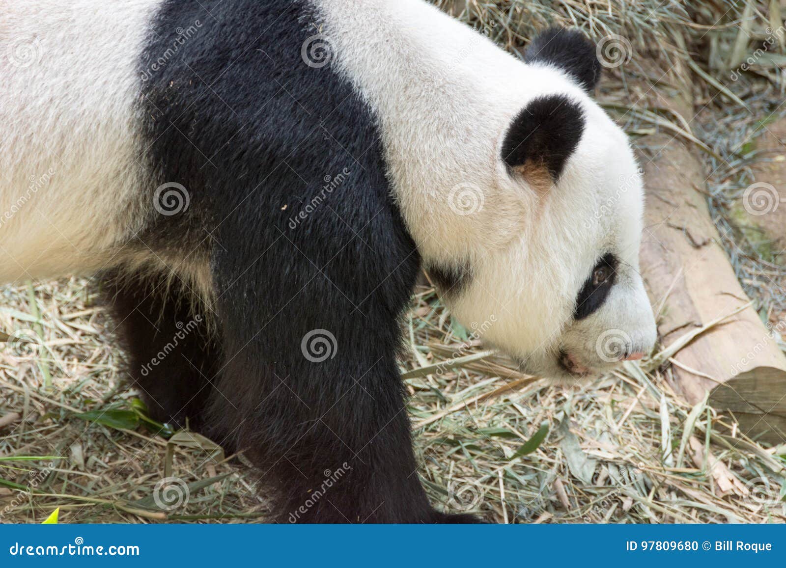 Cute panda bear eating stock photo. Image of tourist - 97809680