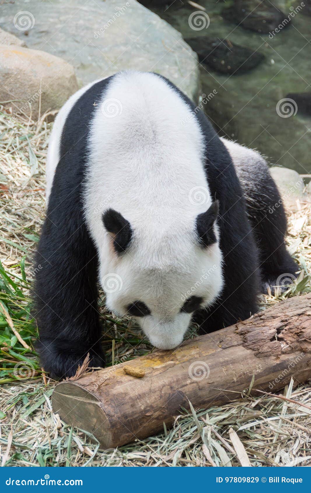 Cute panda bear eating stock image. Image of oriental - 97809829