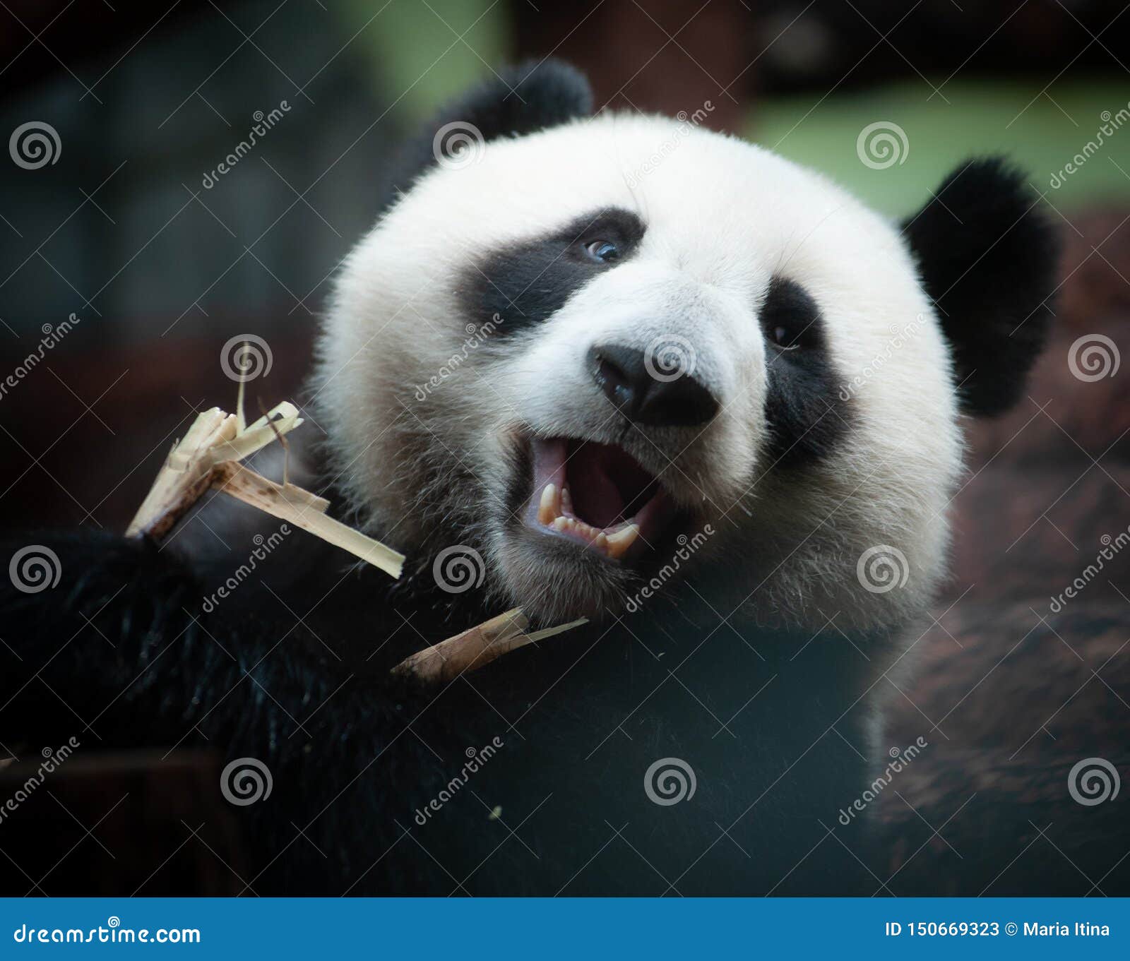 Cute panda bear smiling stock image. Image of bear, smiling - 150669323