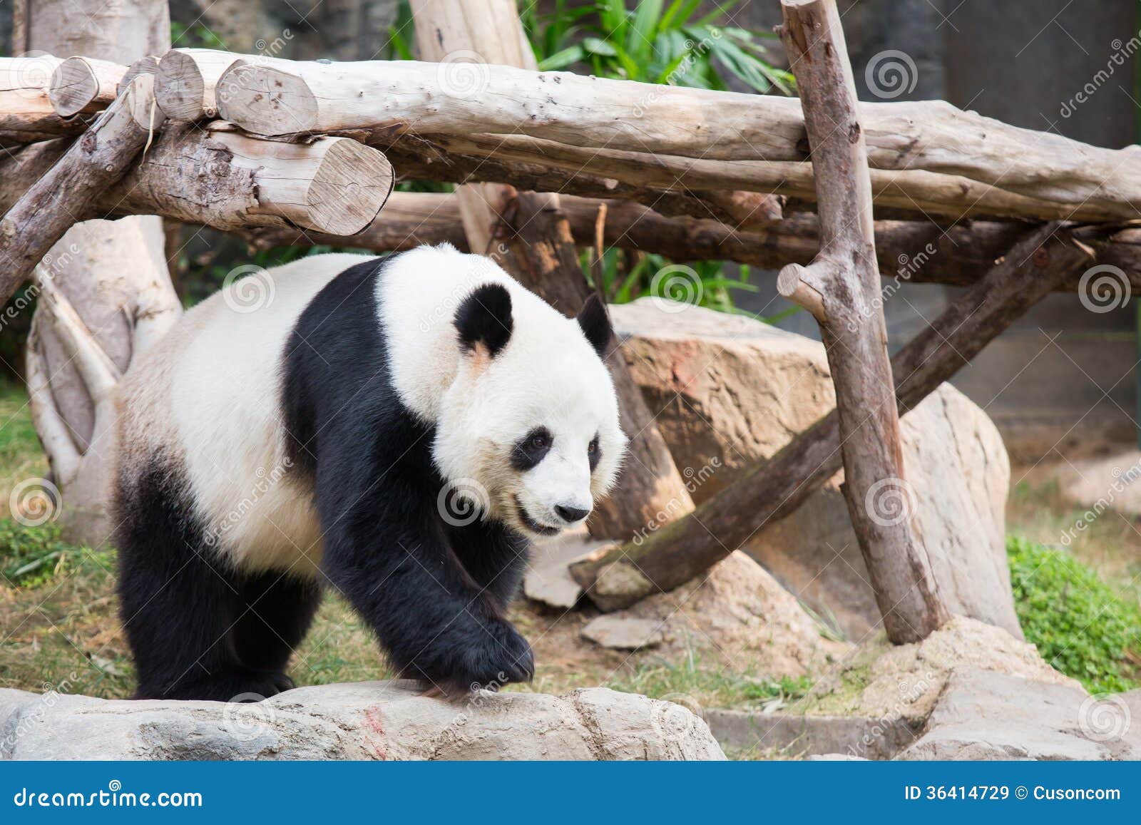 Cute Panda Cub Waving Royalty-Free Stock Photo | CartoonDealer.com ...