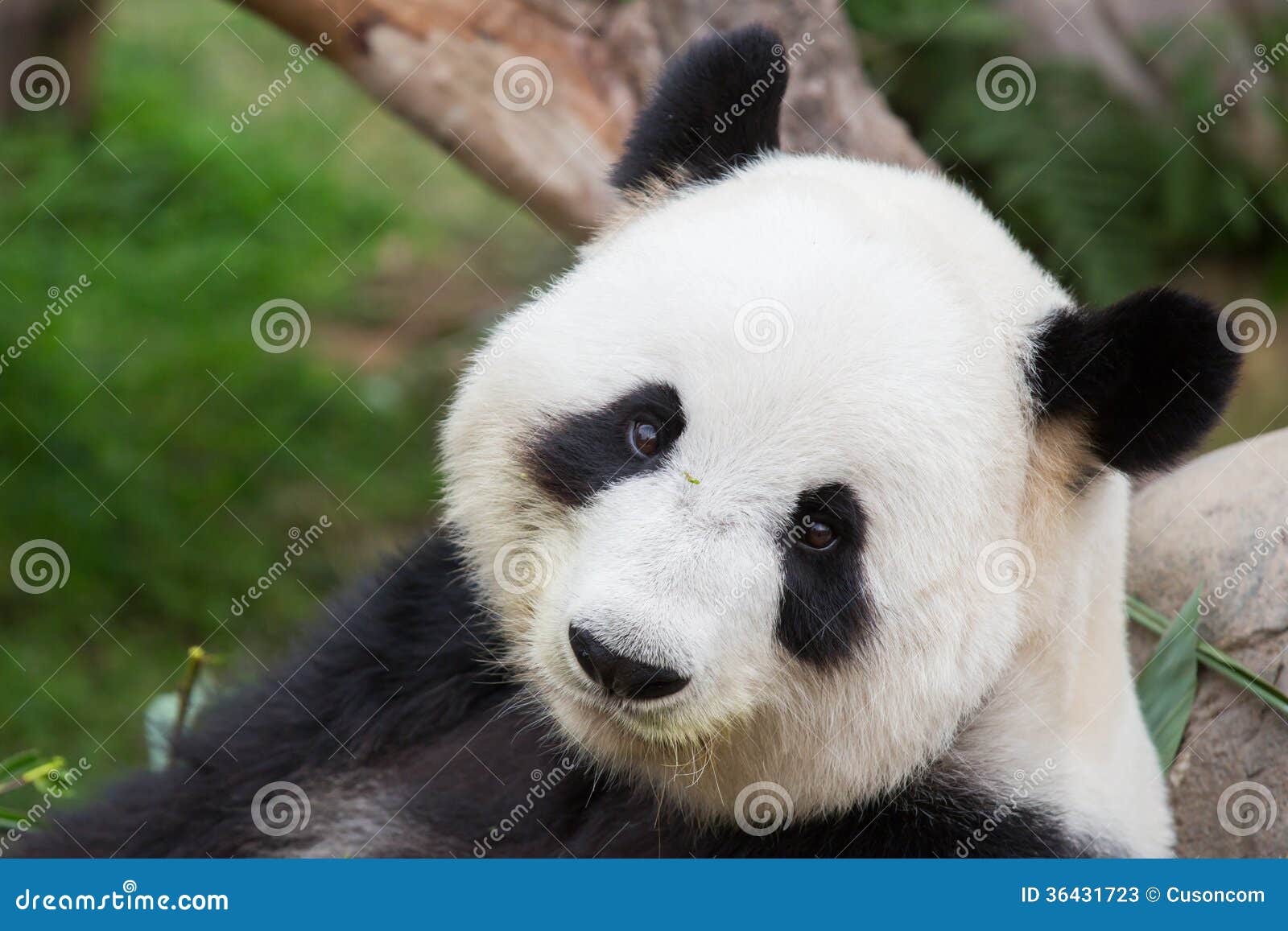 Giant Panda Bear Face