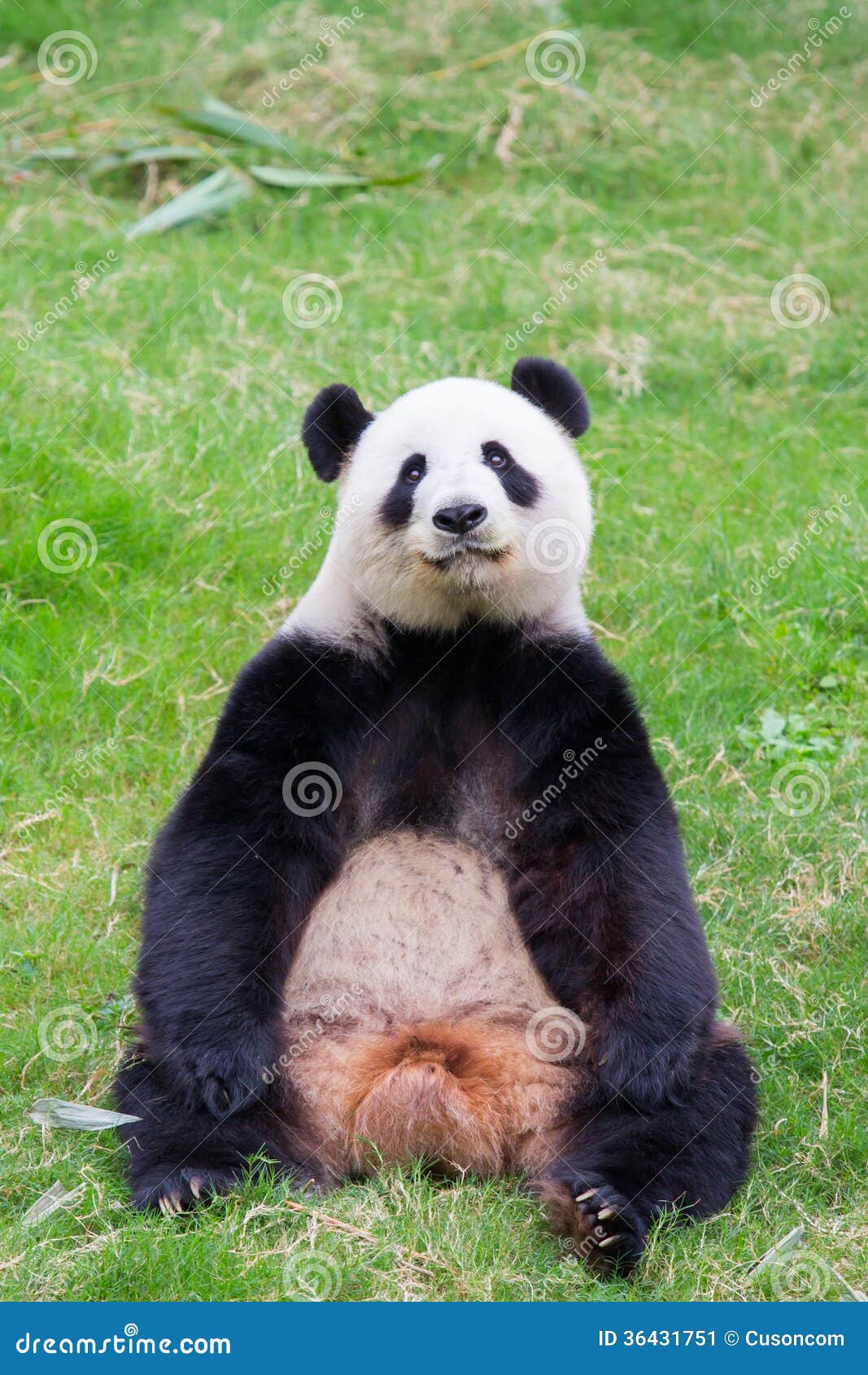 Cute Panda Sitting On Bamboo Leaves Stock Photo | CartoonDealer.com ...