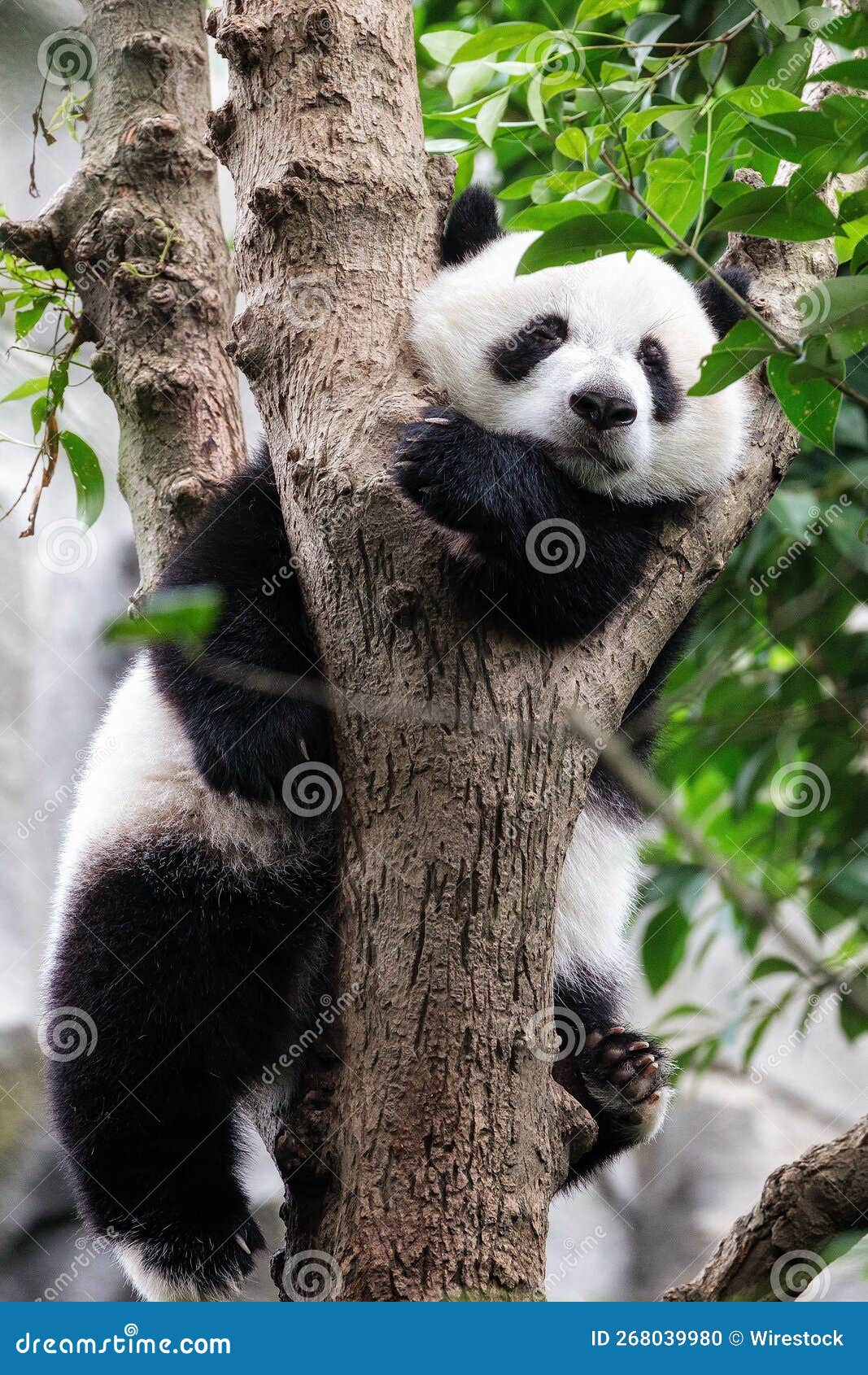 Cute Panda Climbed Onto a Tree Stock Photo - Image of hanging, resting ...