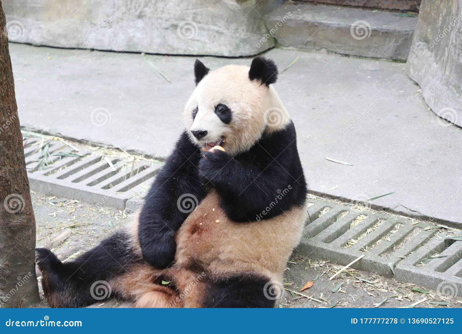 A Cute Panda Eating an Apple Stock Photo - Image of bird, loving: 177777278