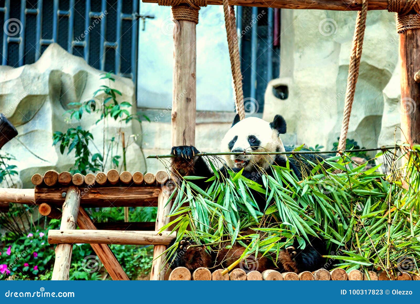 Chineese Zoo Stock Photos - Free & Royalty-Free Stock Photos from ...