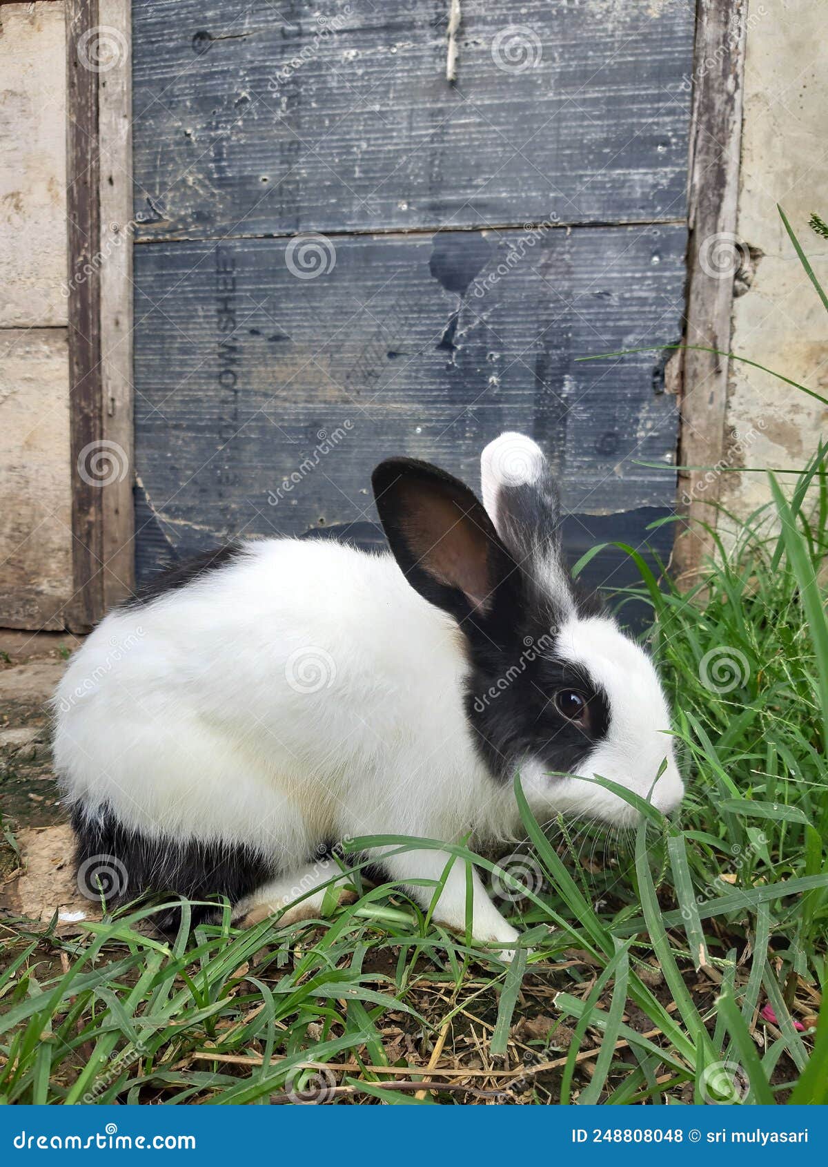 Cute Panda-eyed Bunny is in the Yard Stock Photo - Image of wildlife ...