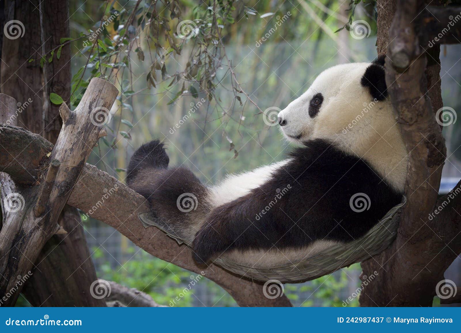 Cute panda on a tree. stock image. Image of fluffy, beast - 242987437