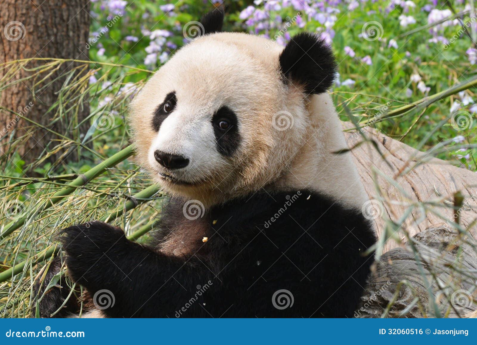 Cute panda look back stock photo. Image of specie, wildlife - 32060516