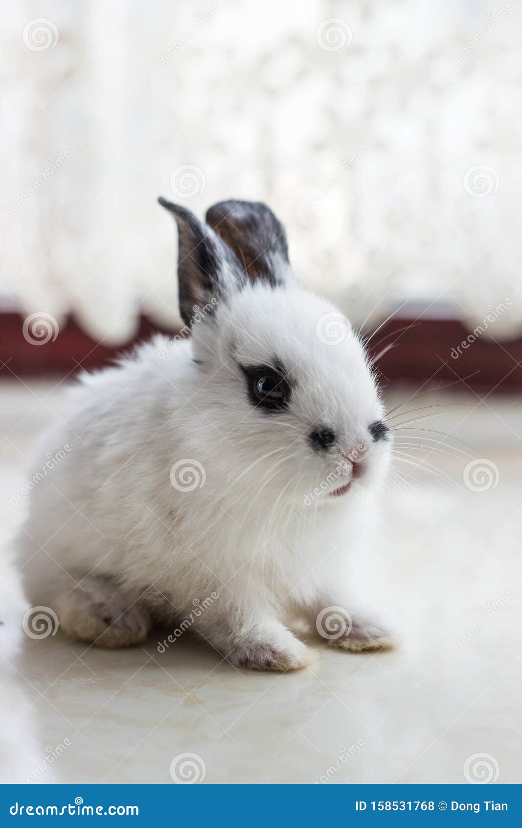 A cute panda rabbit stock photo. Image of small, furry - 158531768