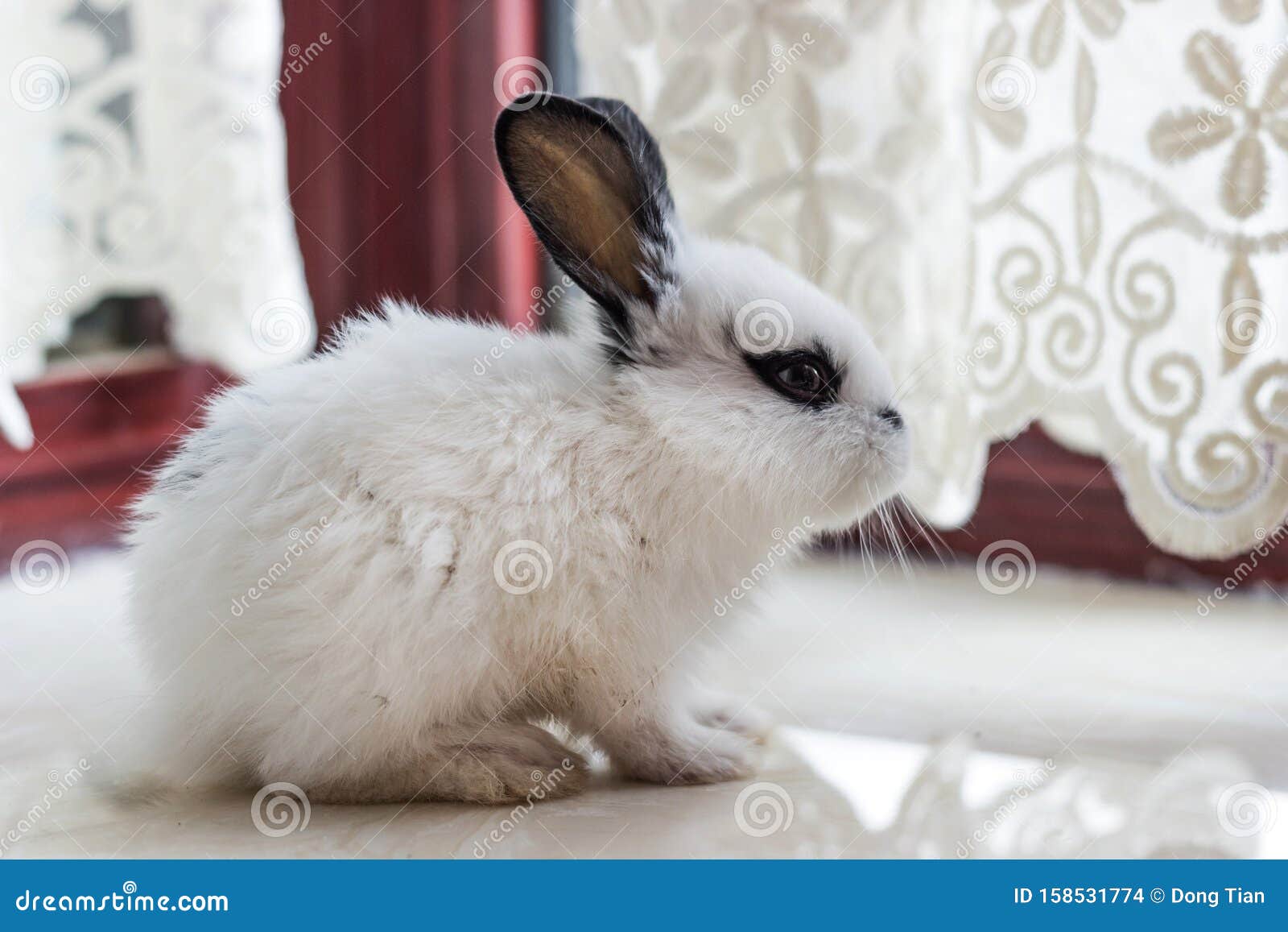 A cute panda rabbit stock photo. Image of vertebrate - 158531774