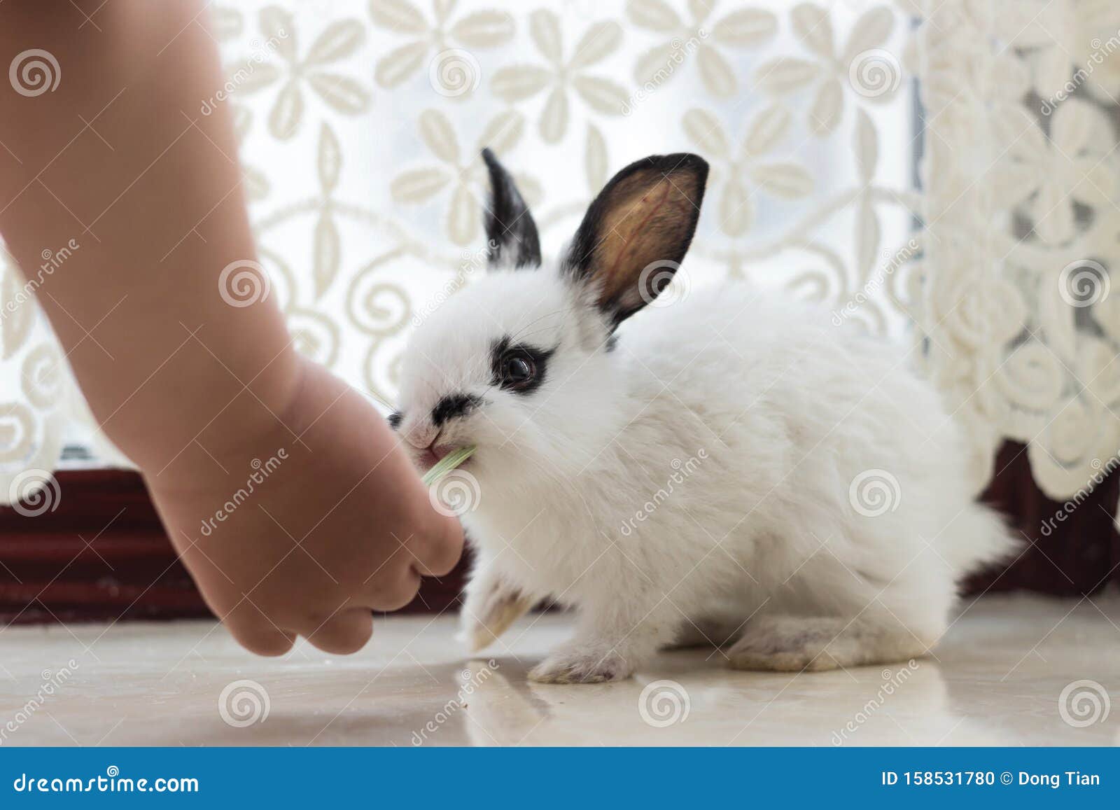 A cute panda rabbit stock photo. Image of close, furry - 158531780