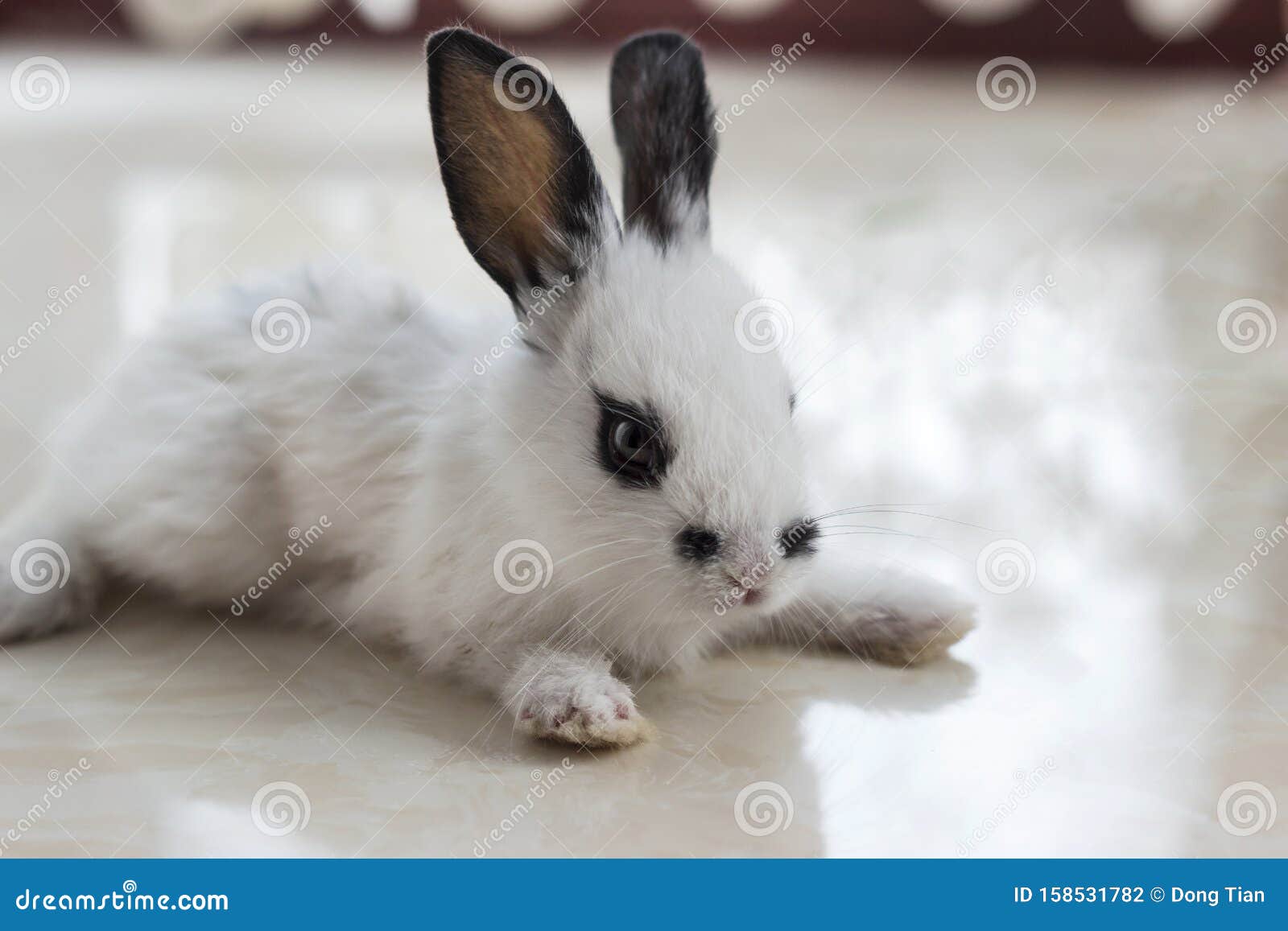 A cute panda rabbit stock photo. Image of panda, vertebrate - 158531782
