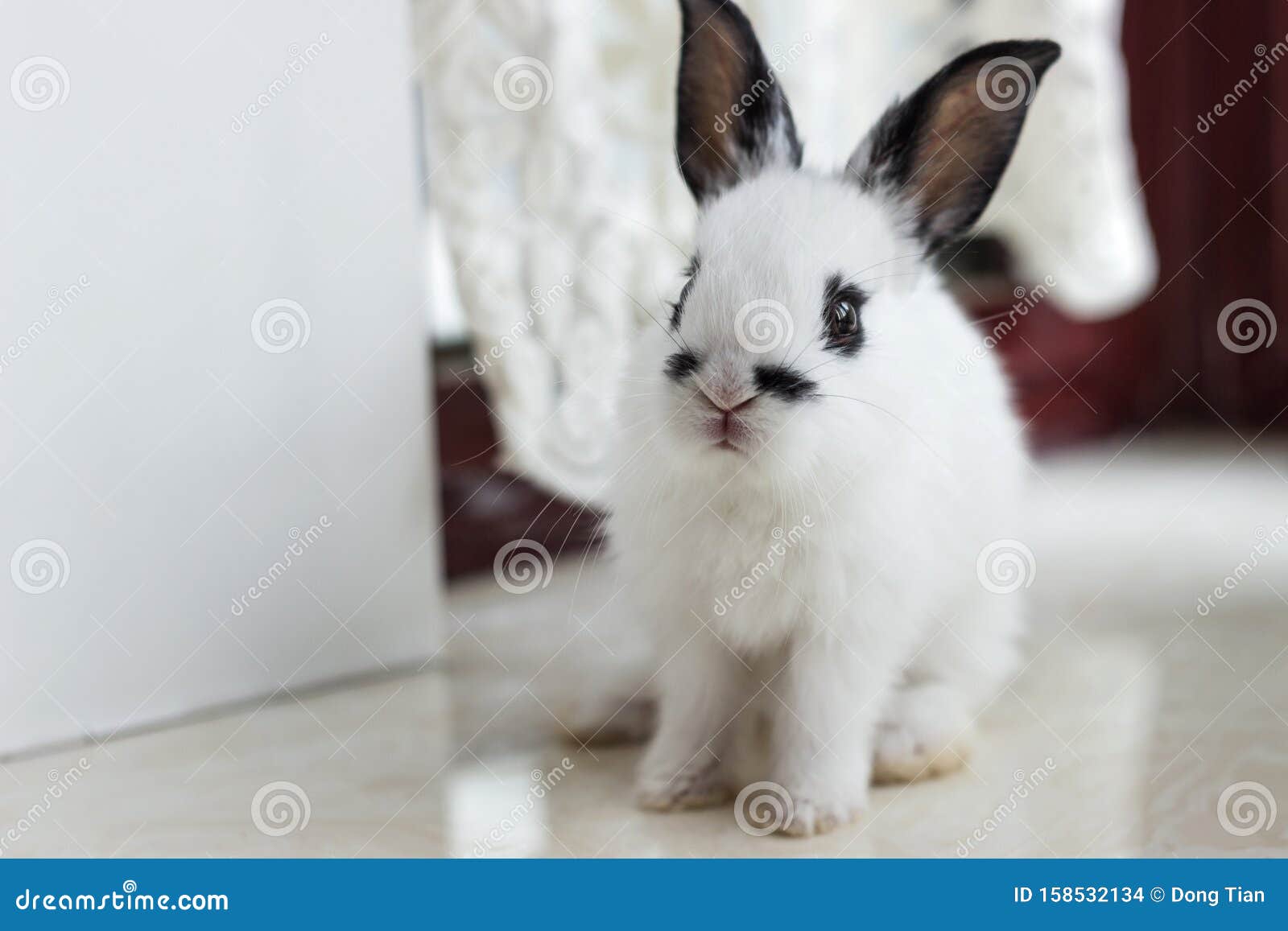A cute panda rabbit stock photo. Image of rabbit, dutch - 158532134