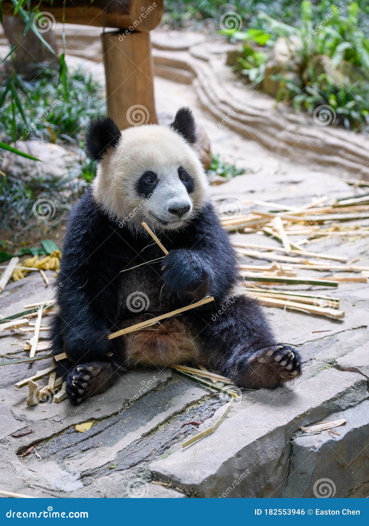 Cute Panda Sitting and Eating Bamboo Stock Photo - Image of outdoors ...