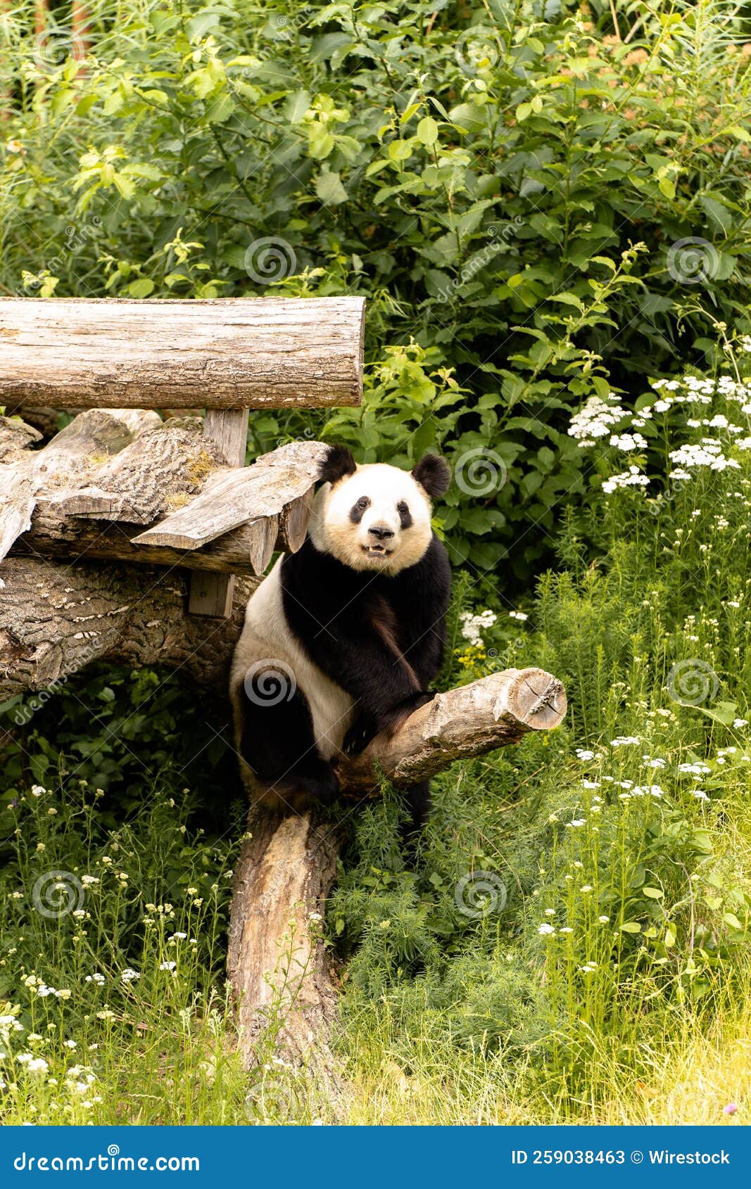 Cute Panda Sitting on the Wood Stock Image - Image of small, park ...
