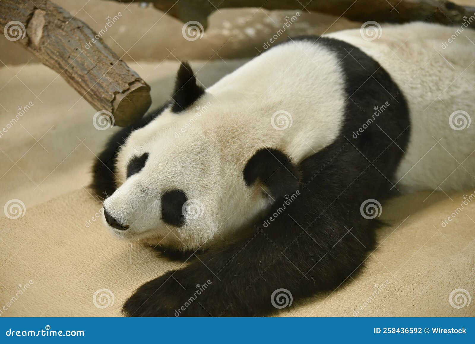 Cute Panda Sleeping on a Concrete Surface Stock Photo - Image of ...