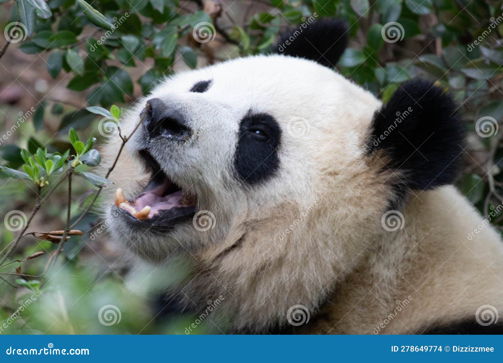 Cute Panda is Smiling, Chengdu, China Stock Photo - Image of cuddly ...