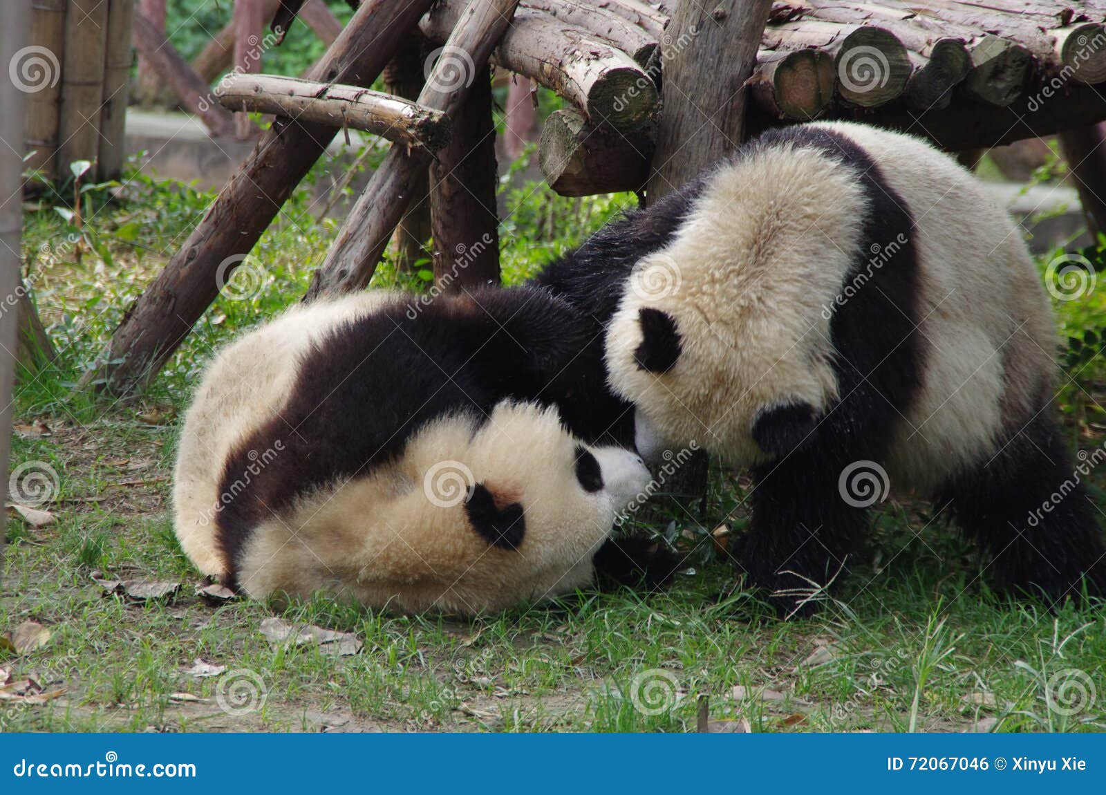Cute pandas stock photo. Image of play, panda, cute, lovely - 72067046