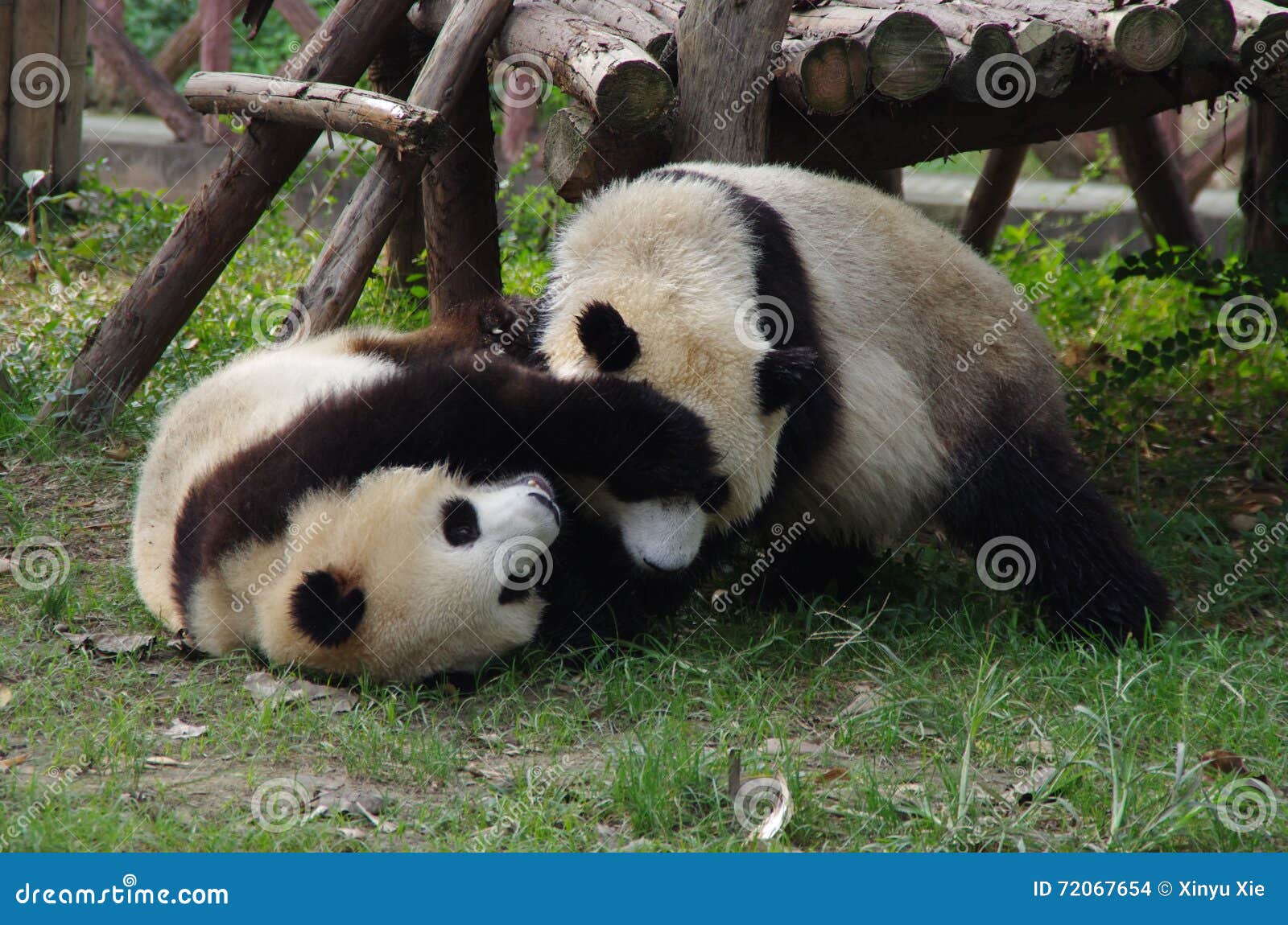 Cute pandas stock photo. Image of panda, bear, play, chengdu - 72067654