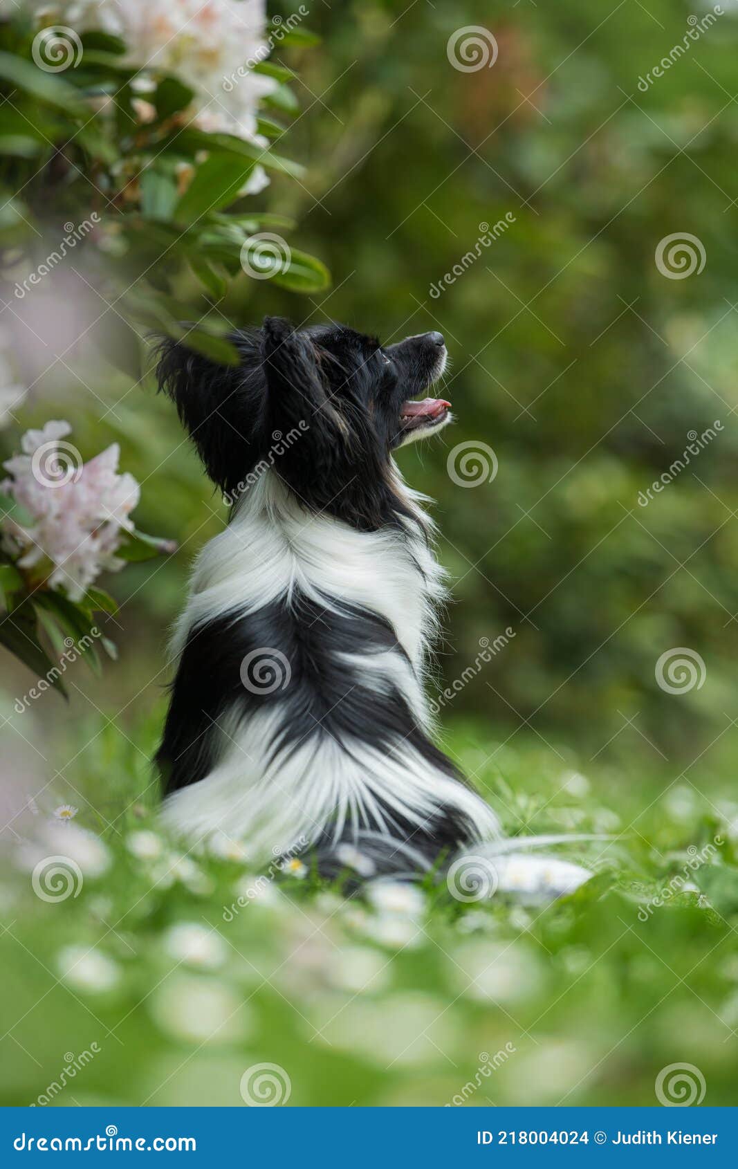Cute Papillon Dog in a Spring Meadow Stock Photo - Image of colorful ...