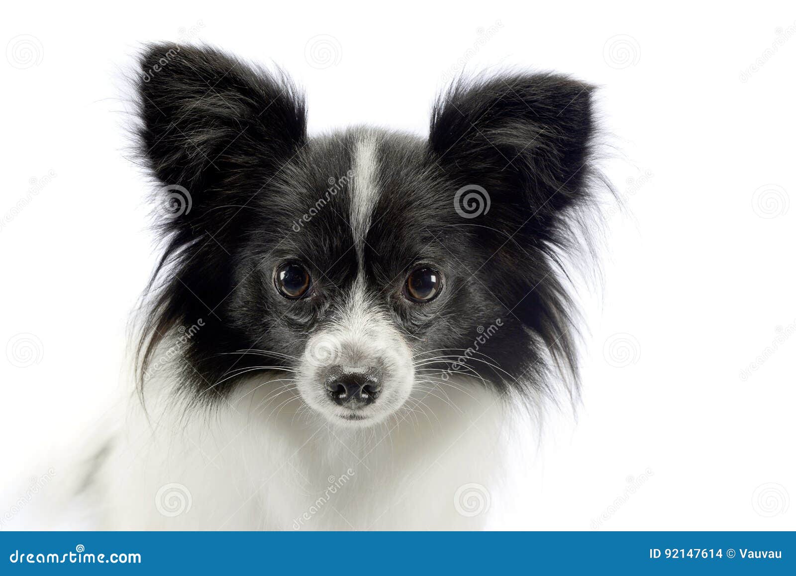 Cute Papillon Portrait in a White Photo Studio Stock Photo - Image of ...