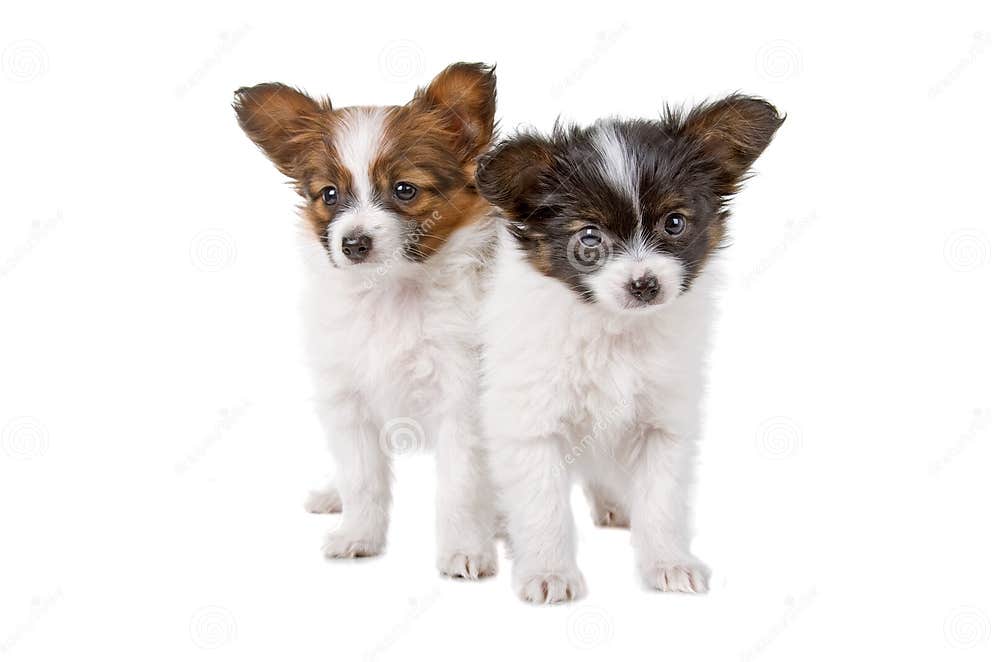 Cute Papillon puppies stock photo. Image of white, pups - 14128394