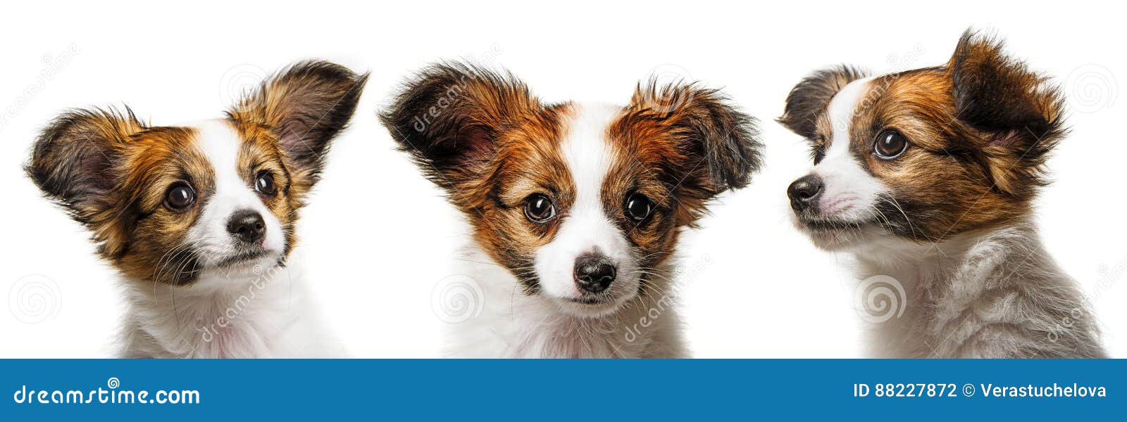 Cute papillon puppies stock photo. Image of doggy, baby - 88227872