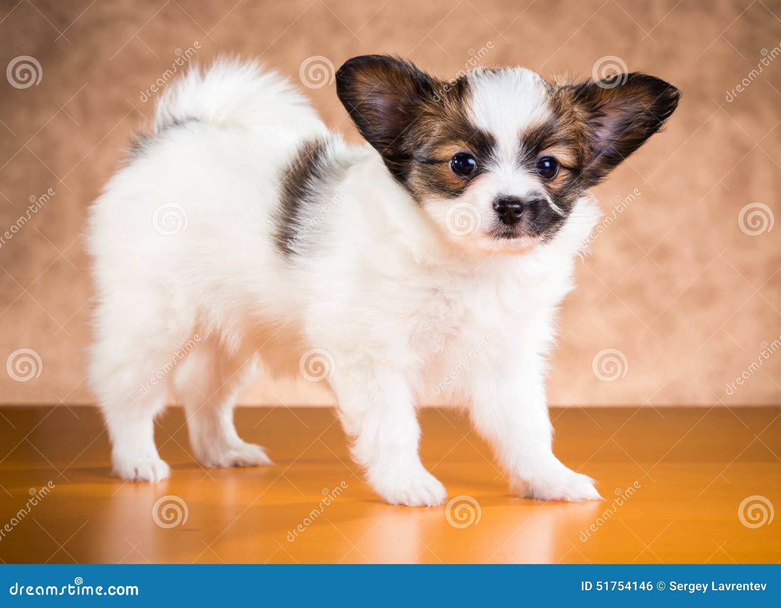 Brown Papillon Puppies