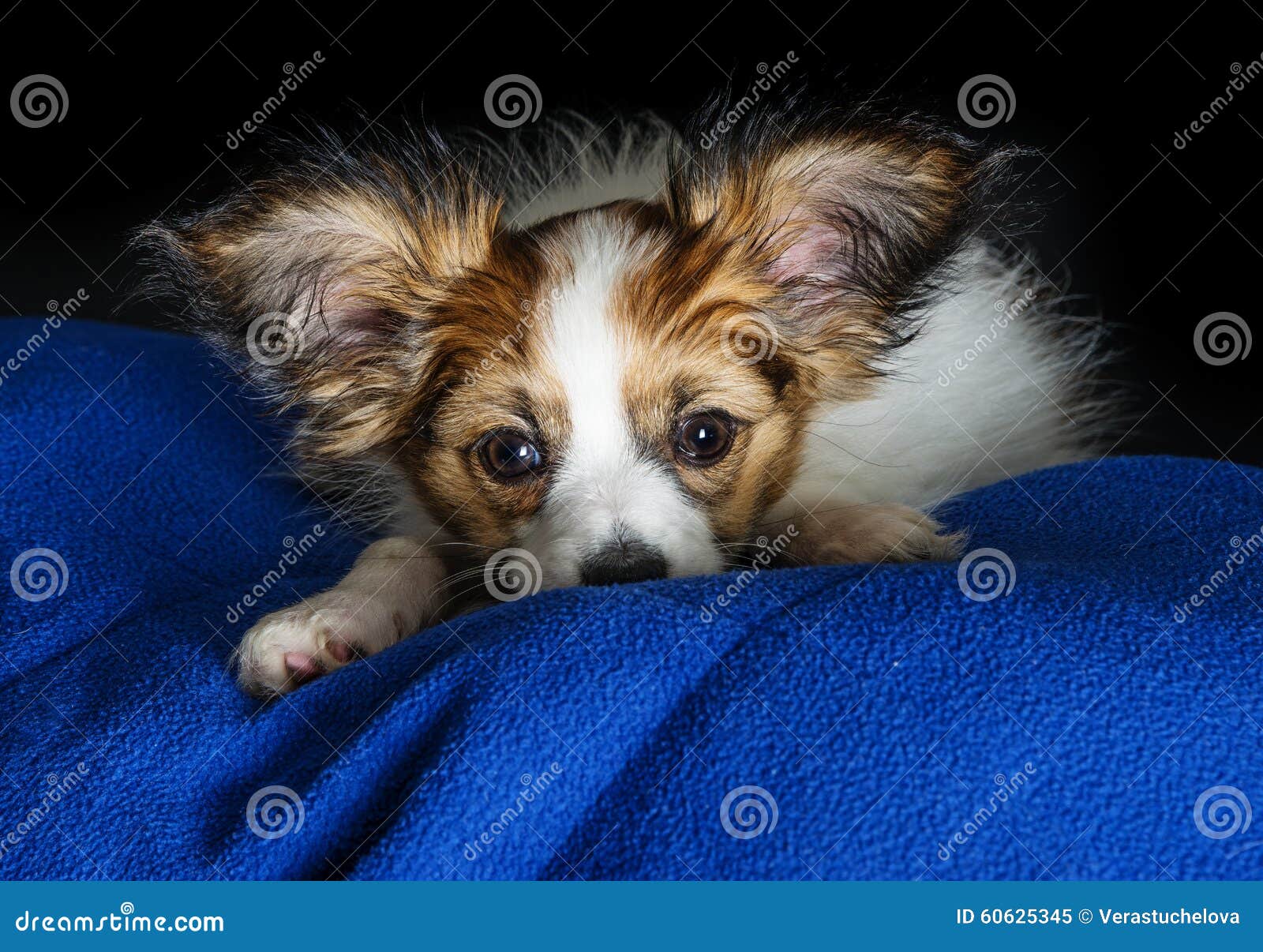 Cute papillon puppy stock image. Image of papillon, little - 60625345