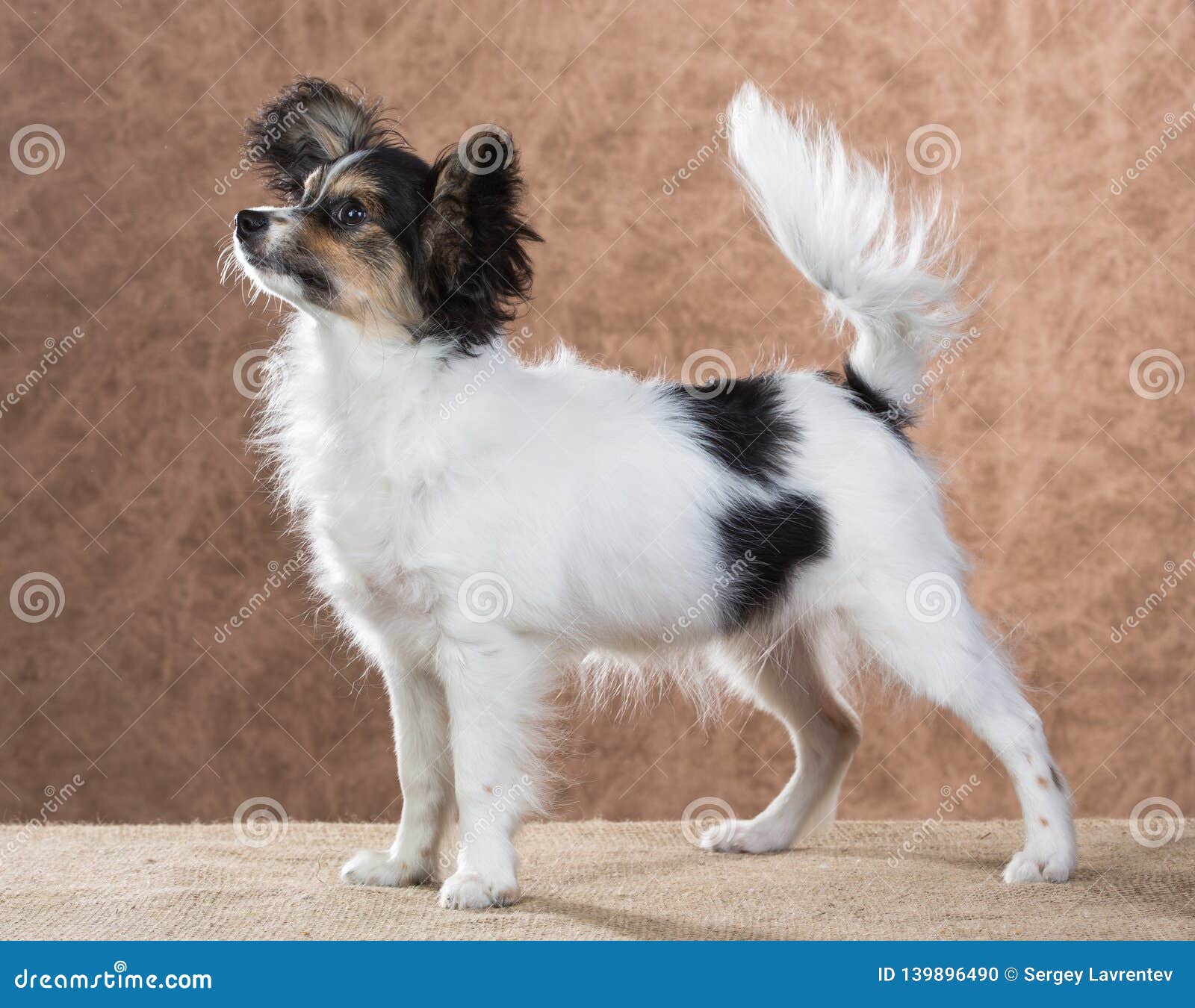 Cute Papillon puppy stock photo. Image of portrait, domestic - 139896490