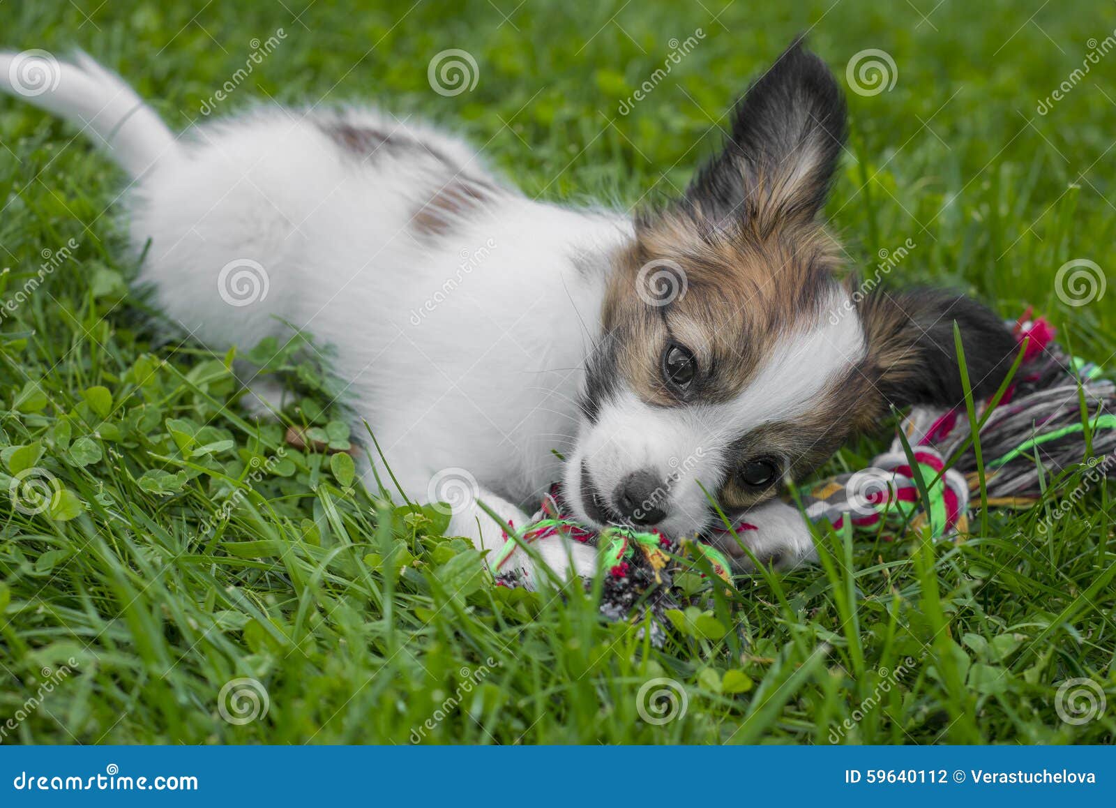 Cute Papillon Tricolour Puppy Royalty-Free Stock Photography ...