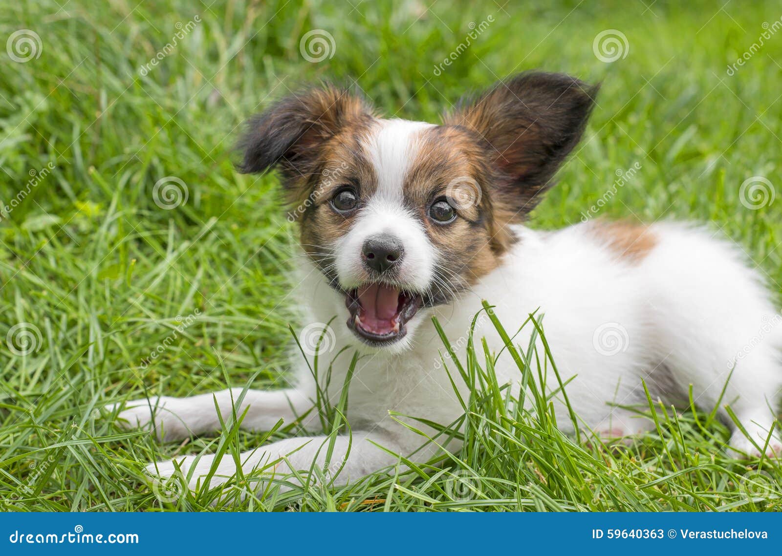Cute papillon puppy stock image. Image of mammal, beautiful - 59640363
