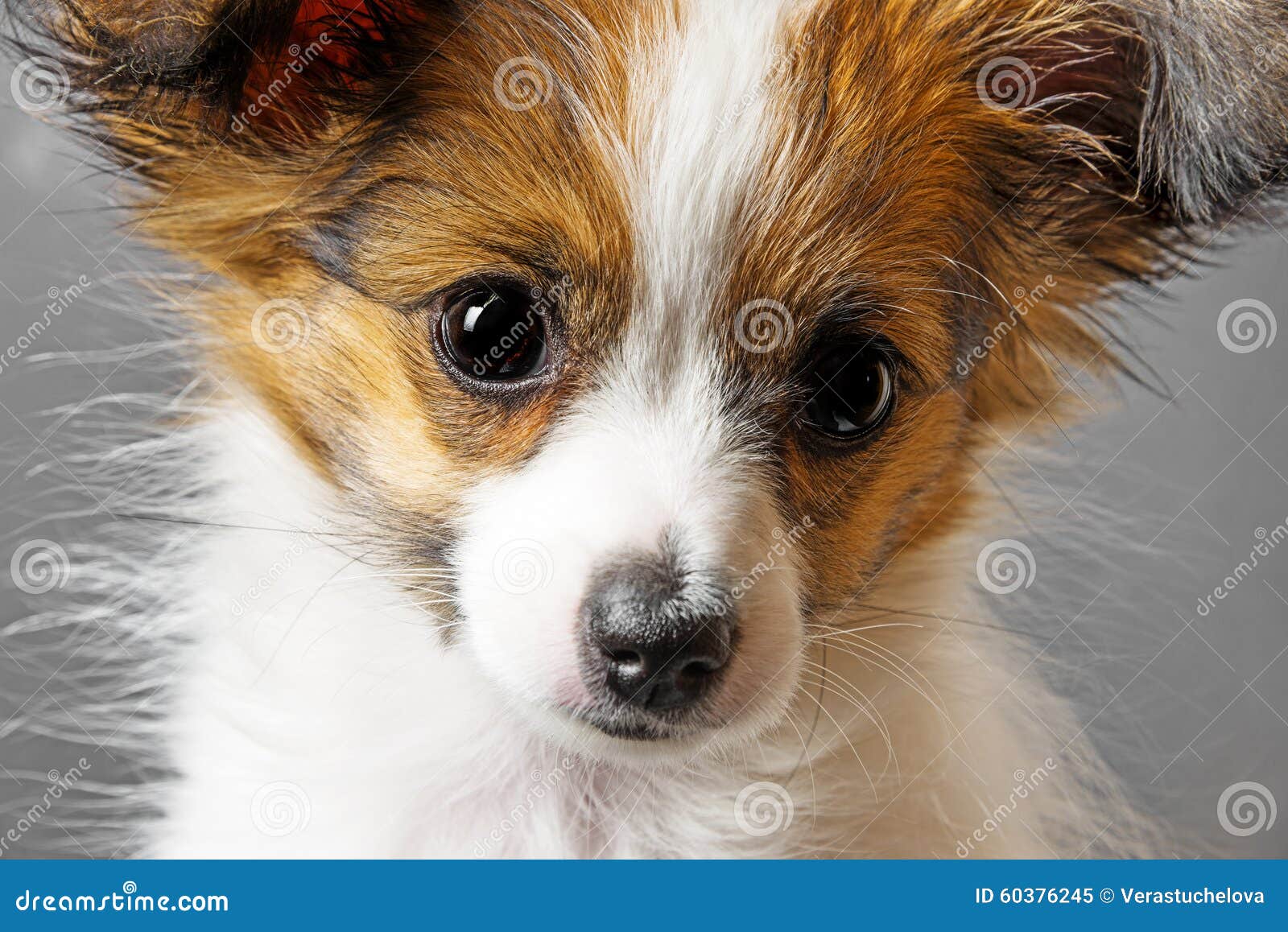Cute papillon puppy stock image. Image of furry, papillon - 60376245