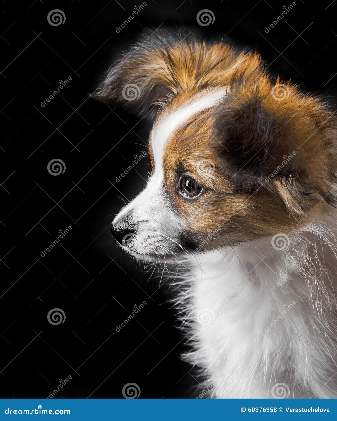 Cute papillon puppy stock photo. Image of puppy, papillon - 60376358