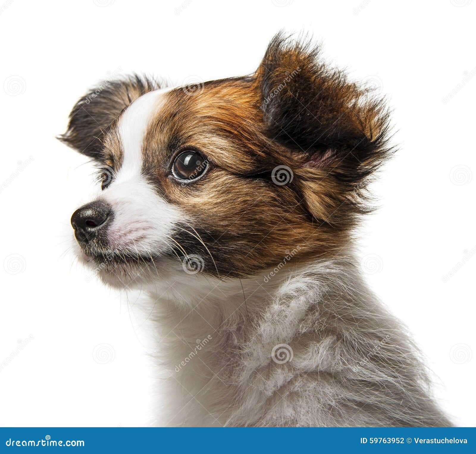 Cute papillon puppy stock photo. Image of play, friendly - 59763952
