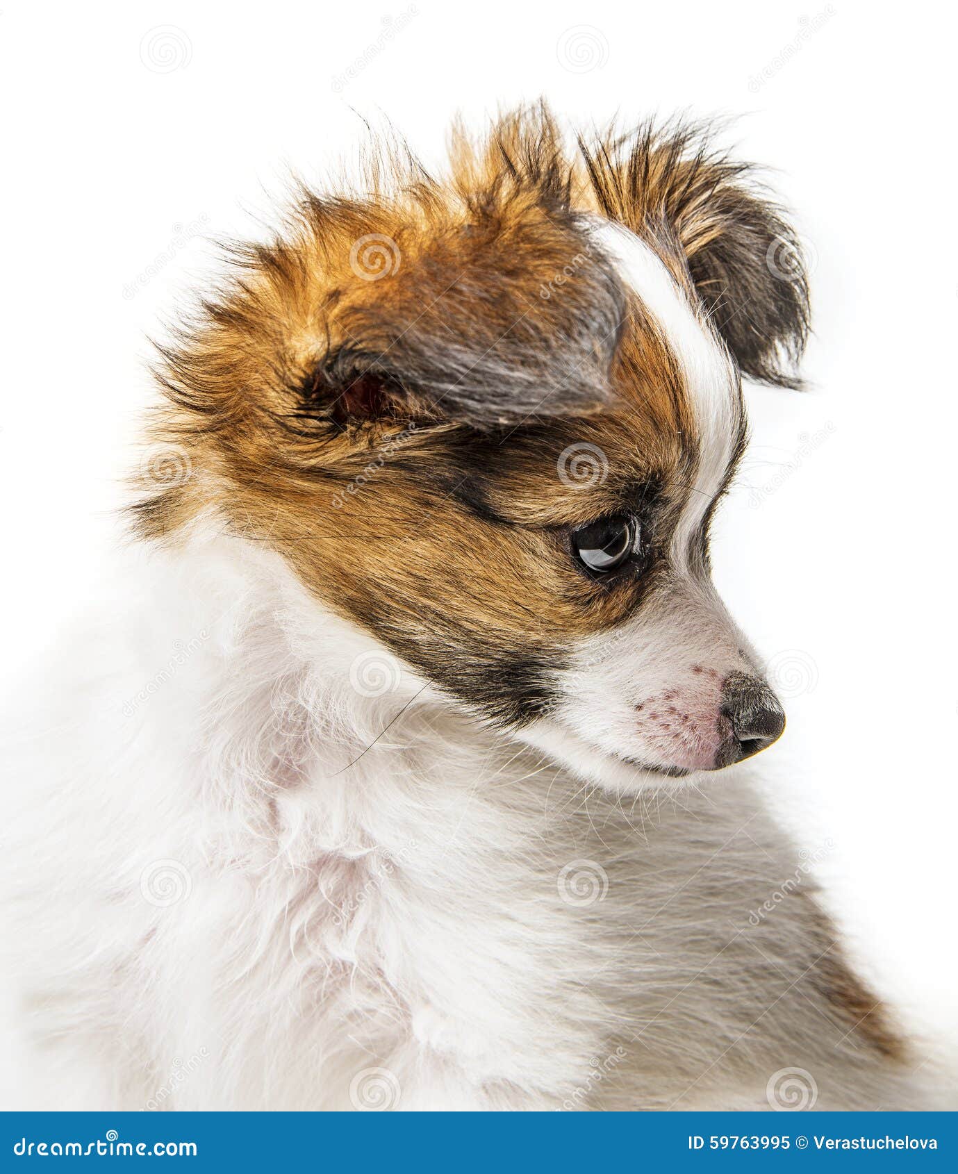 Cute papillon puppy stock image. Image of beautiful, cute - 59763995