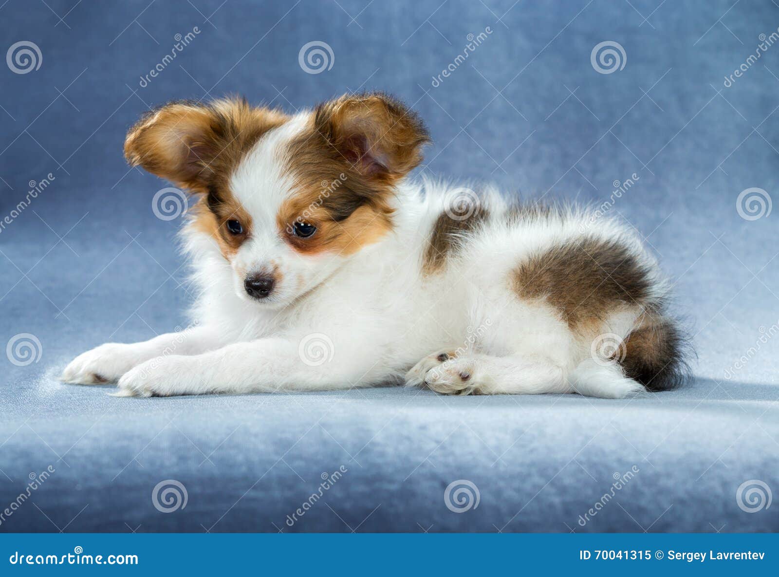 Cute Papillon puppy lying stock image. Image of domestic - 70041315