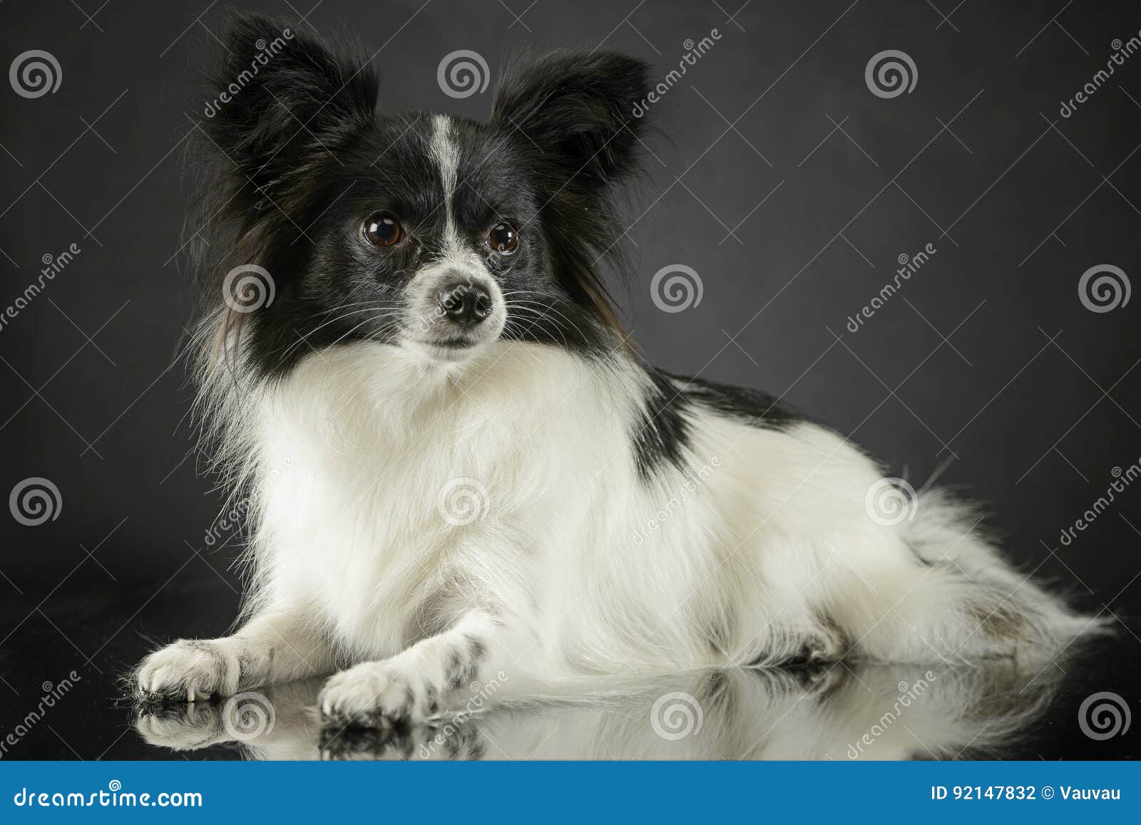 Cute Papillon Relaxing in Dark Photo Studio Stock Photo - Image of ...