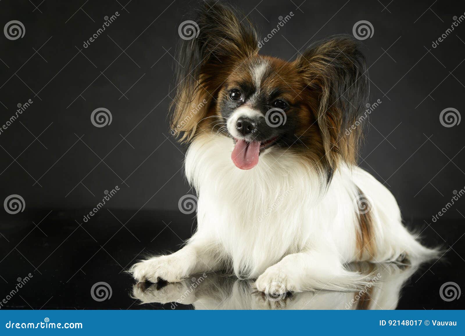 Cute Papillon Relaxing in Dark Photo Studio Stock Image - Image of ...