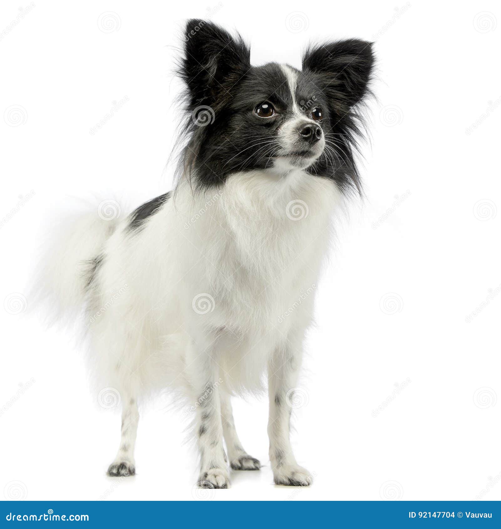 Cute Papillon Standing in a White Photo Studio Stock Photo - Image of ...