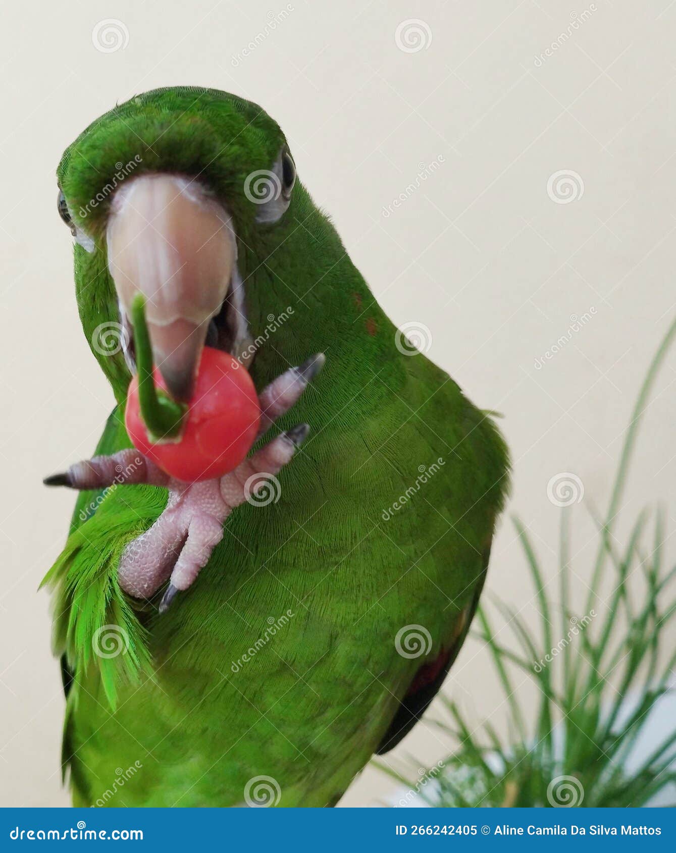 Cute Parakeet Holding Pepper with Its Foot Stock Image - Image of tame ...