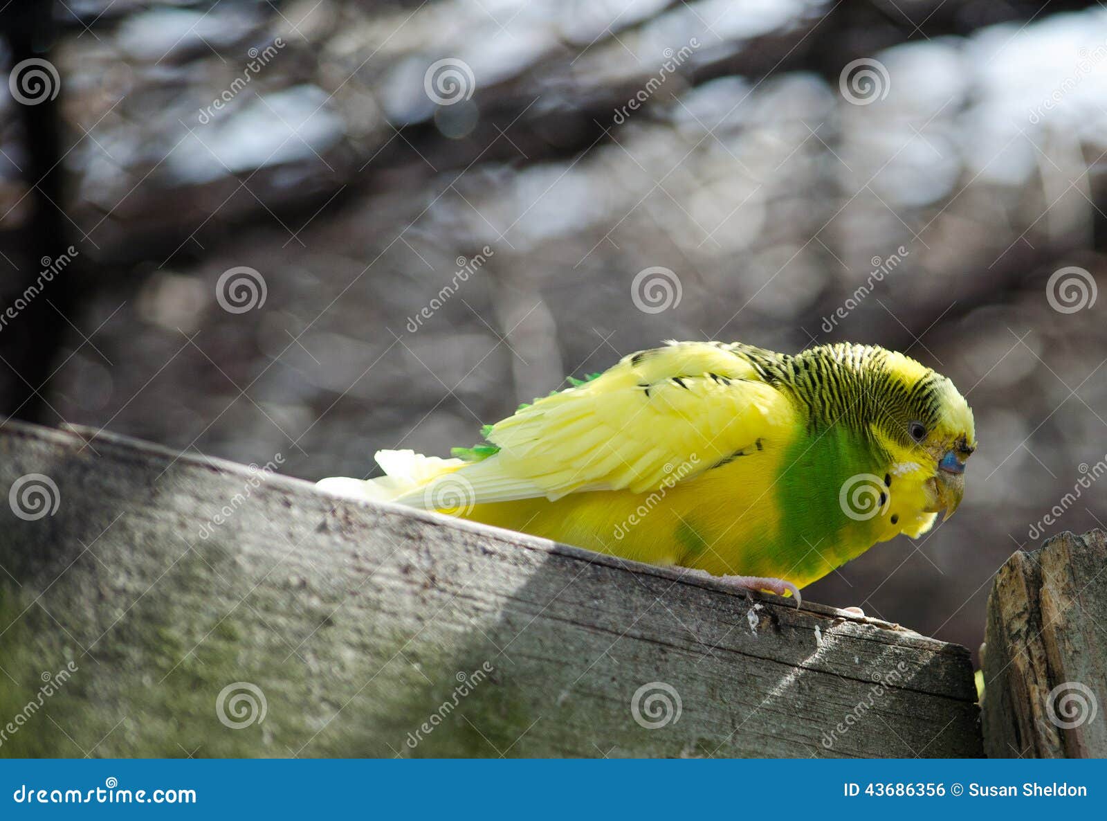 Cute parakeet stock photo. Image of wing, yellow, little - 43686356