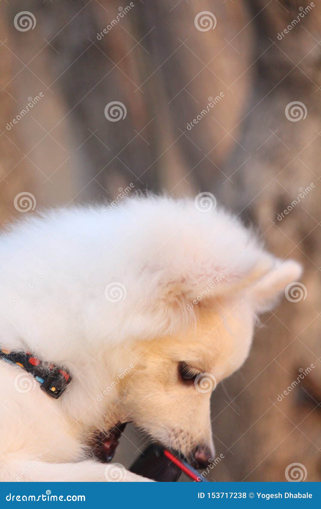 Cute Parmenion Dog from India. Stock Photo - Image of playing, india ...