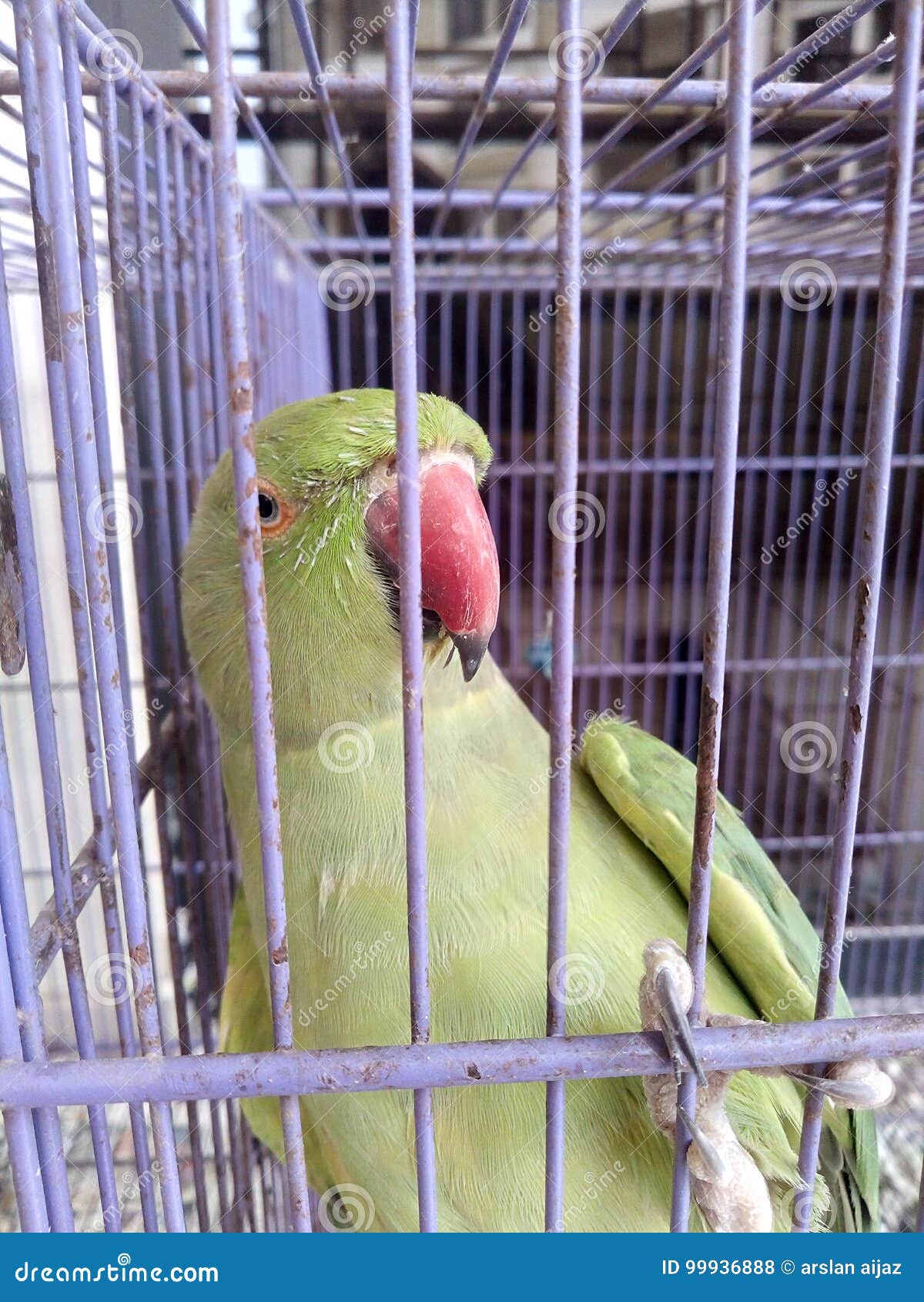Cute parrot stock photo. Image of awesome, parrot, cute - 99936888