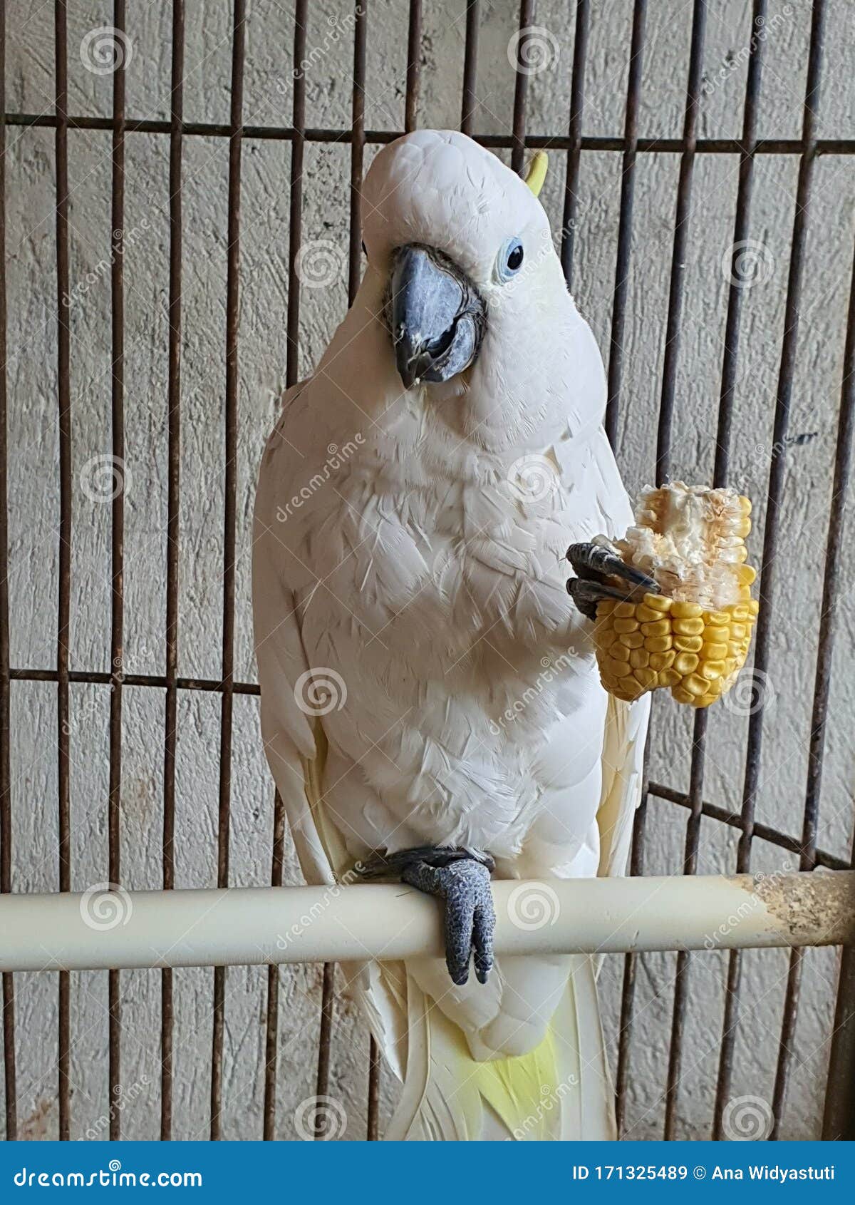 A Cute Parrot is Eating Corn Stock Image - Image of talking, eating ...
