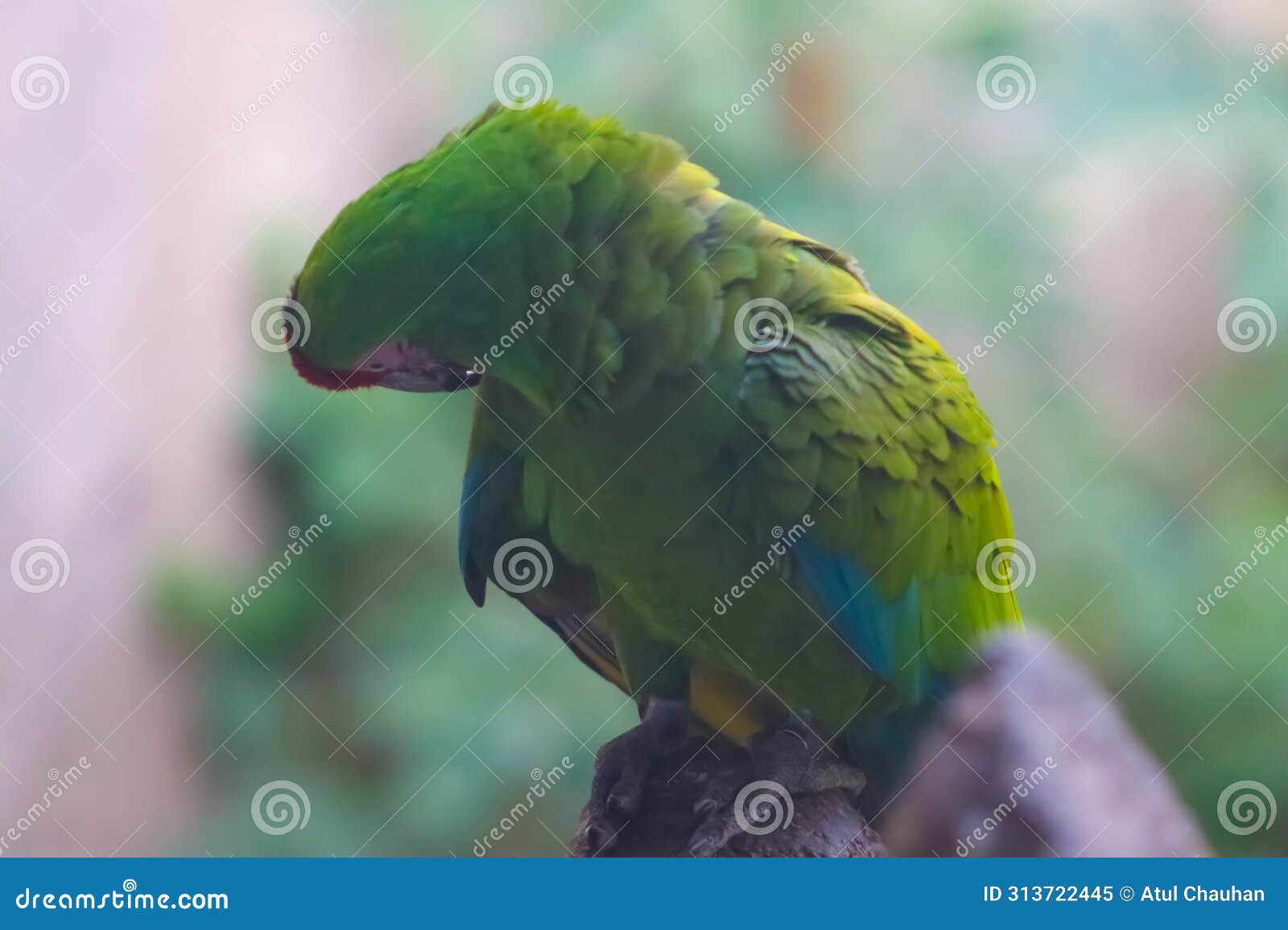 Cute Parrot Itching on the Tree Branch Stock Image - Image of head ...