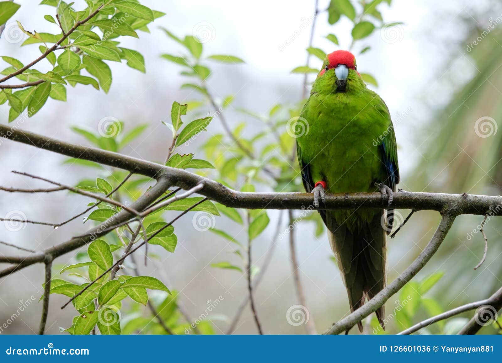 Parrot Perches on a Tree Branch Stock Photo - Image of adorable, flight ...