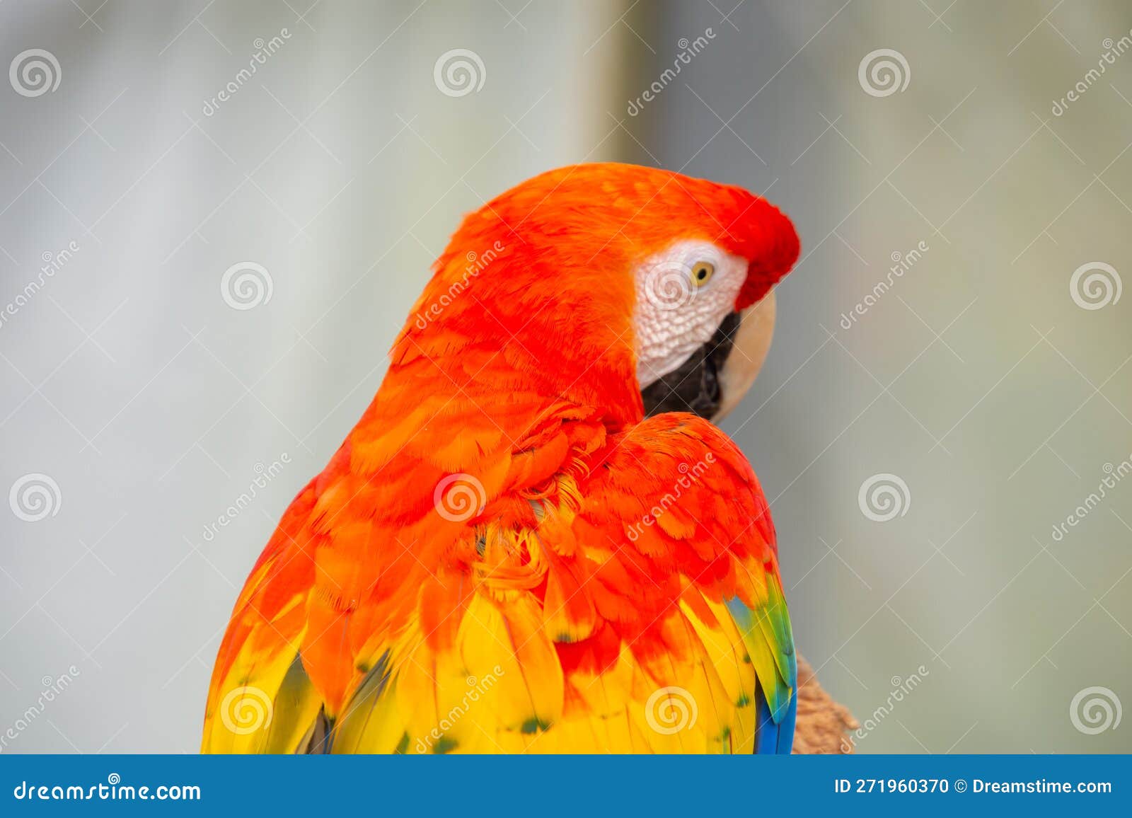 Cute Parrot Resting on a Branch Stock Photo - Image of wildlife ...