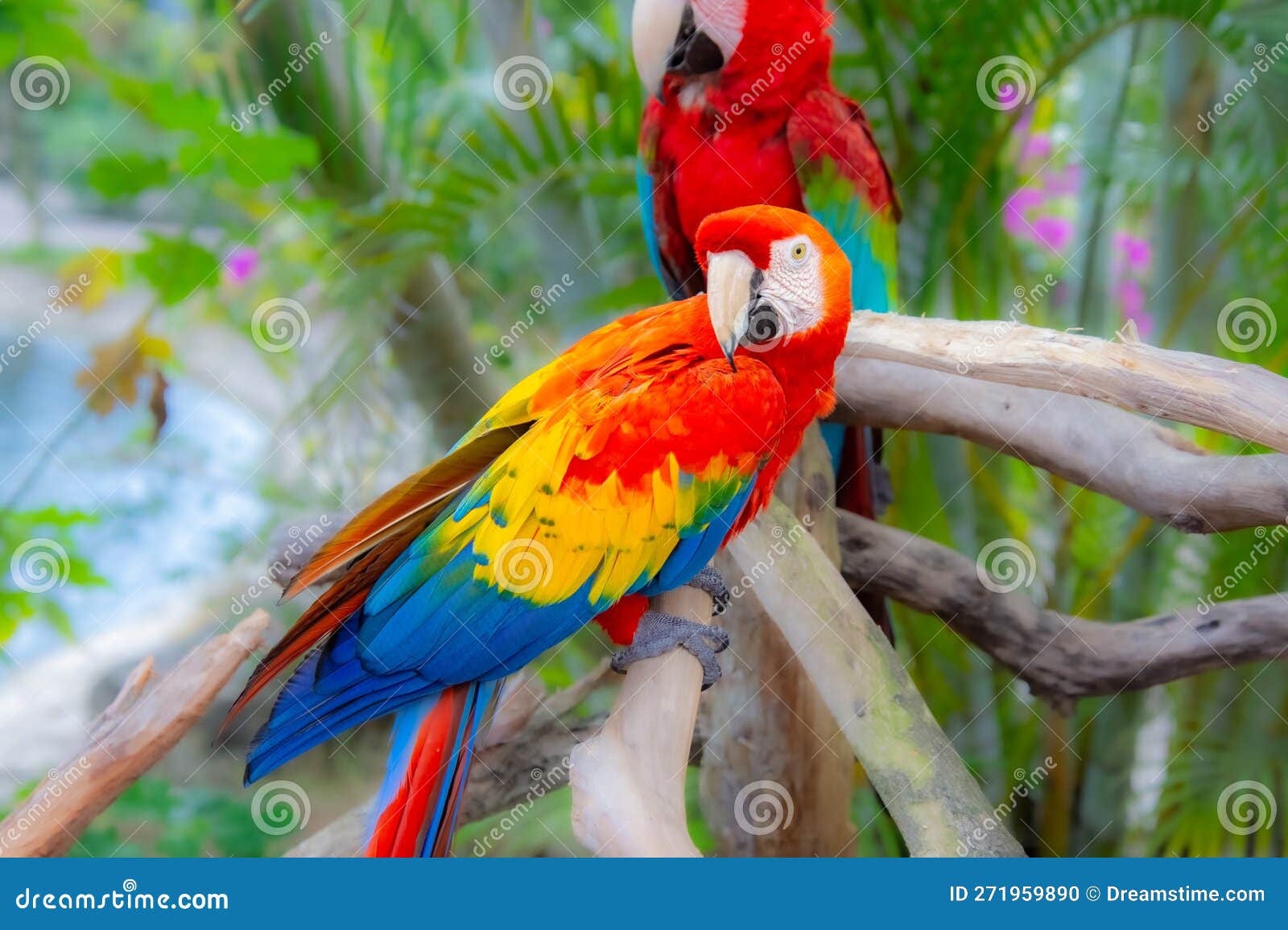 Cute Parrot Resting on a Branch Stock Photo - Image of wild, tropical ...