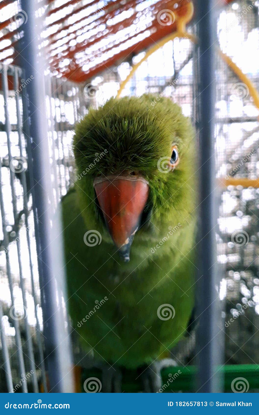 A Cute Parrot Staring at You. it Looks so Pretty Stock Image - Image of ...